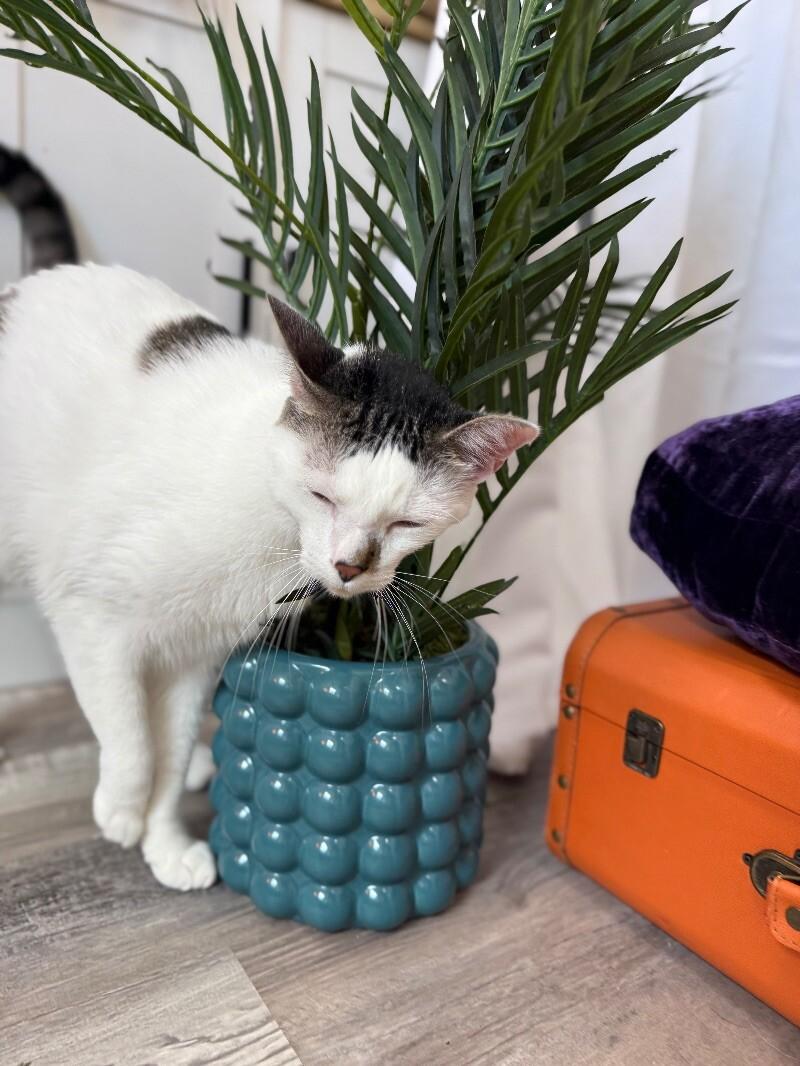 Cat for adoption - TomTom Wilson, a Tabby Mix in Philadelphia, PA ...