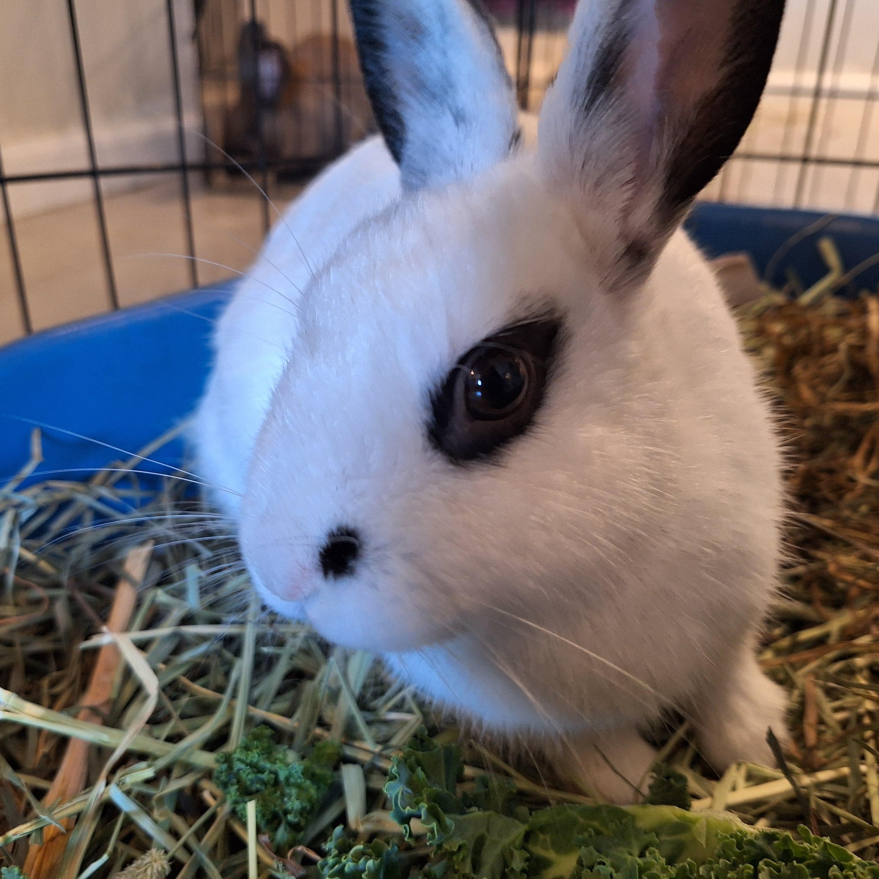 Rabbit for adoption - Maybelline (Dwarf Hotot mix), a Hotot & Dwarf Mix ...