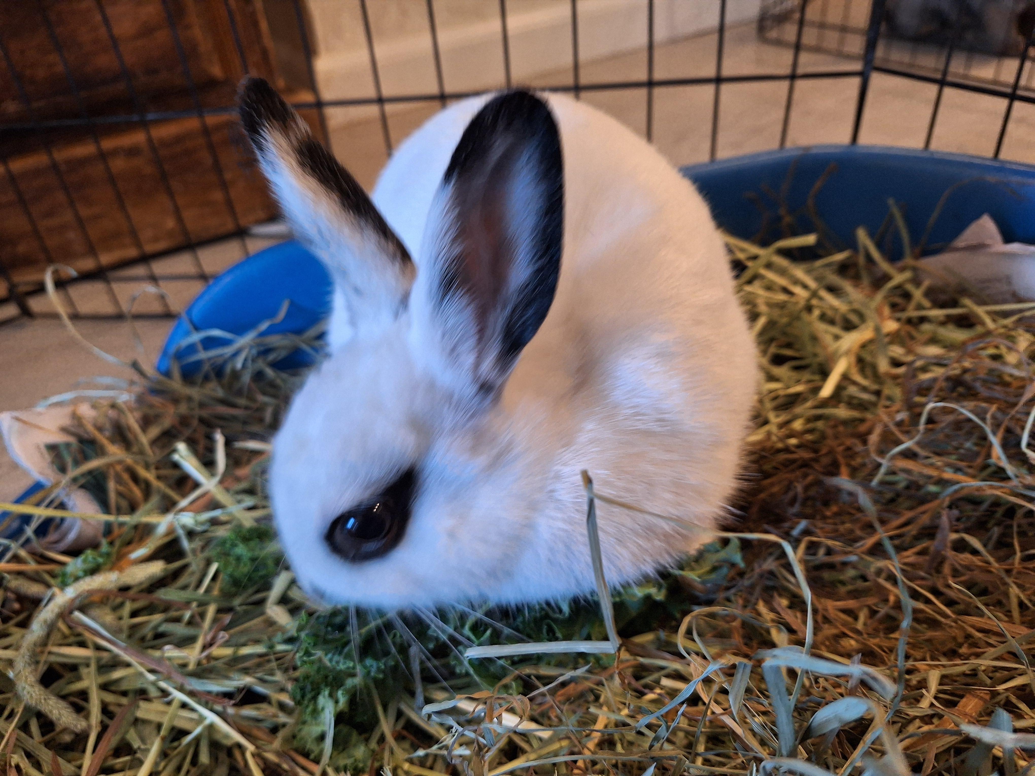 Rabbit for adoption - Maybelline (Dwarf Hotot mix), a Hotot & Dwarf Mix ...