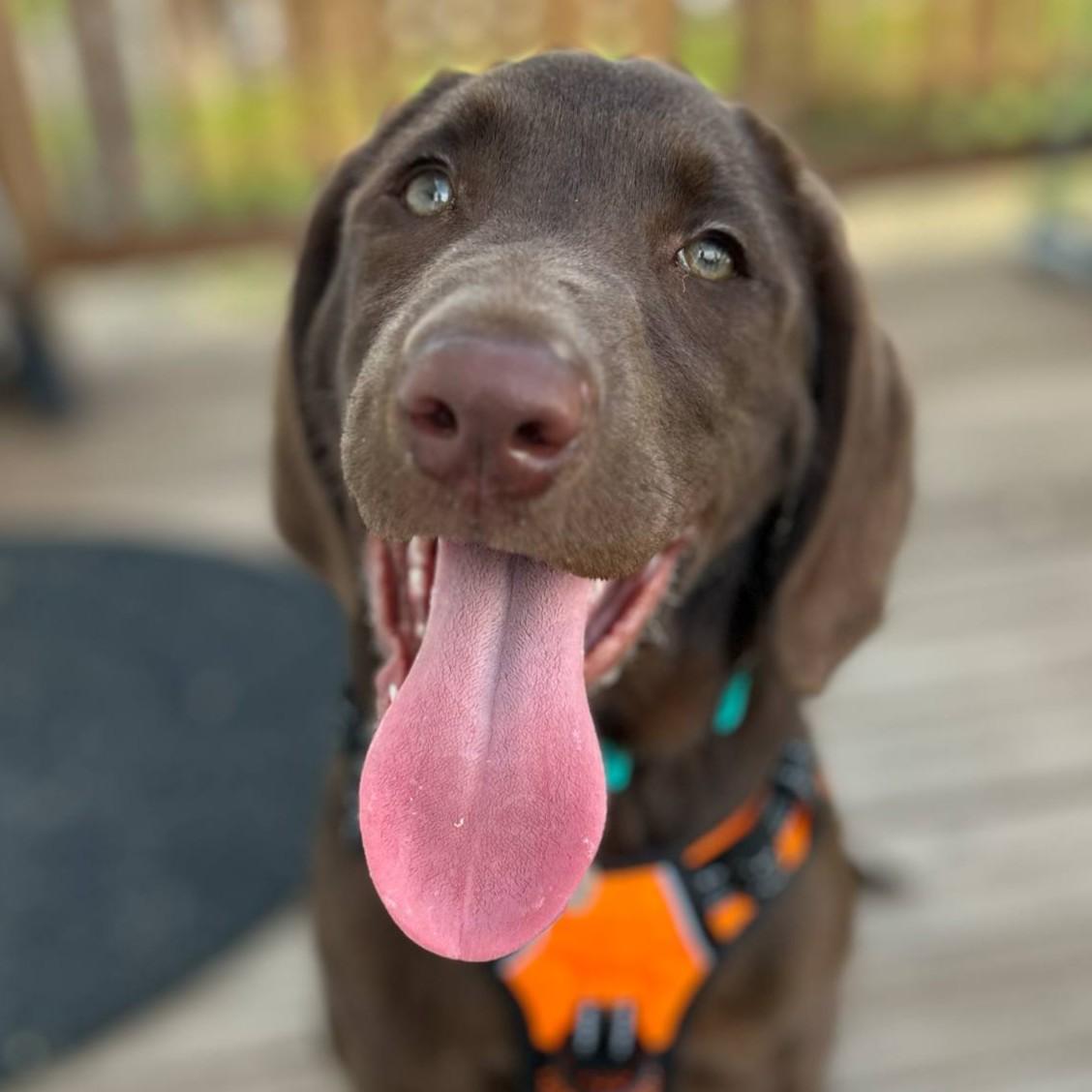 Dog for adoption - Tucker, a Labrador Retriever Mix in Normal, IL ...