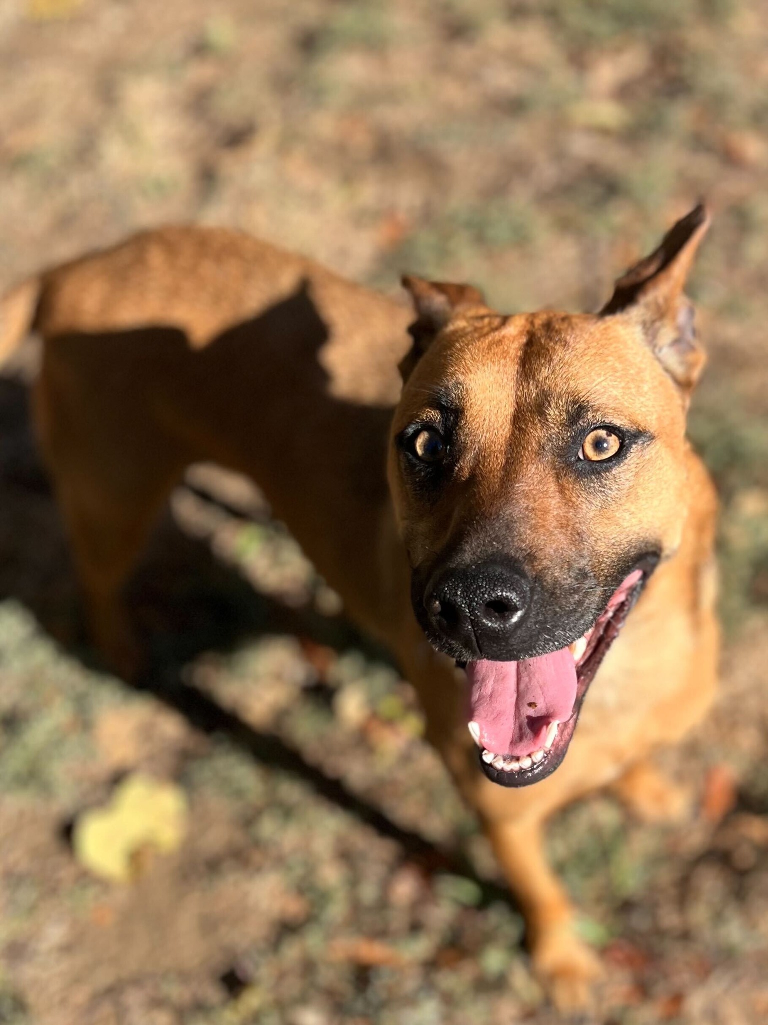 Dog for adoption - Gracie, a Belgian Shepherd / Malinois & Rhodesian ...