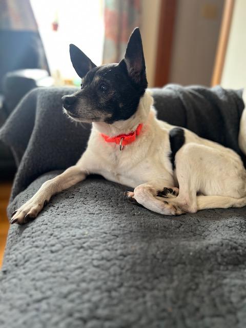 Dog for adoption - Sir Lancelot - local guy, a Feist Mix in Andover, MA ...