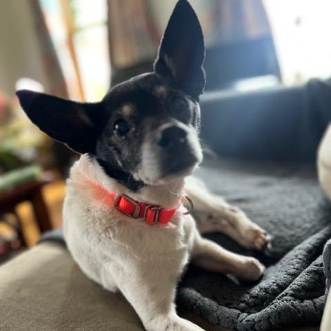 Dog for adoption - Sir Lancelot - local guy, a Feist Mix in Andover, MA ...