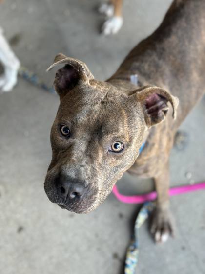 Dog for adoption - Michael Myers (146087), a Pit Bull Terrier in Baton ...