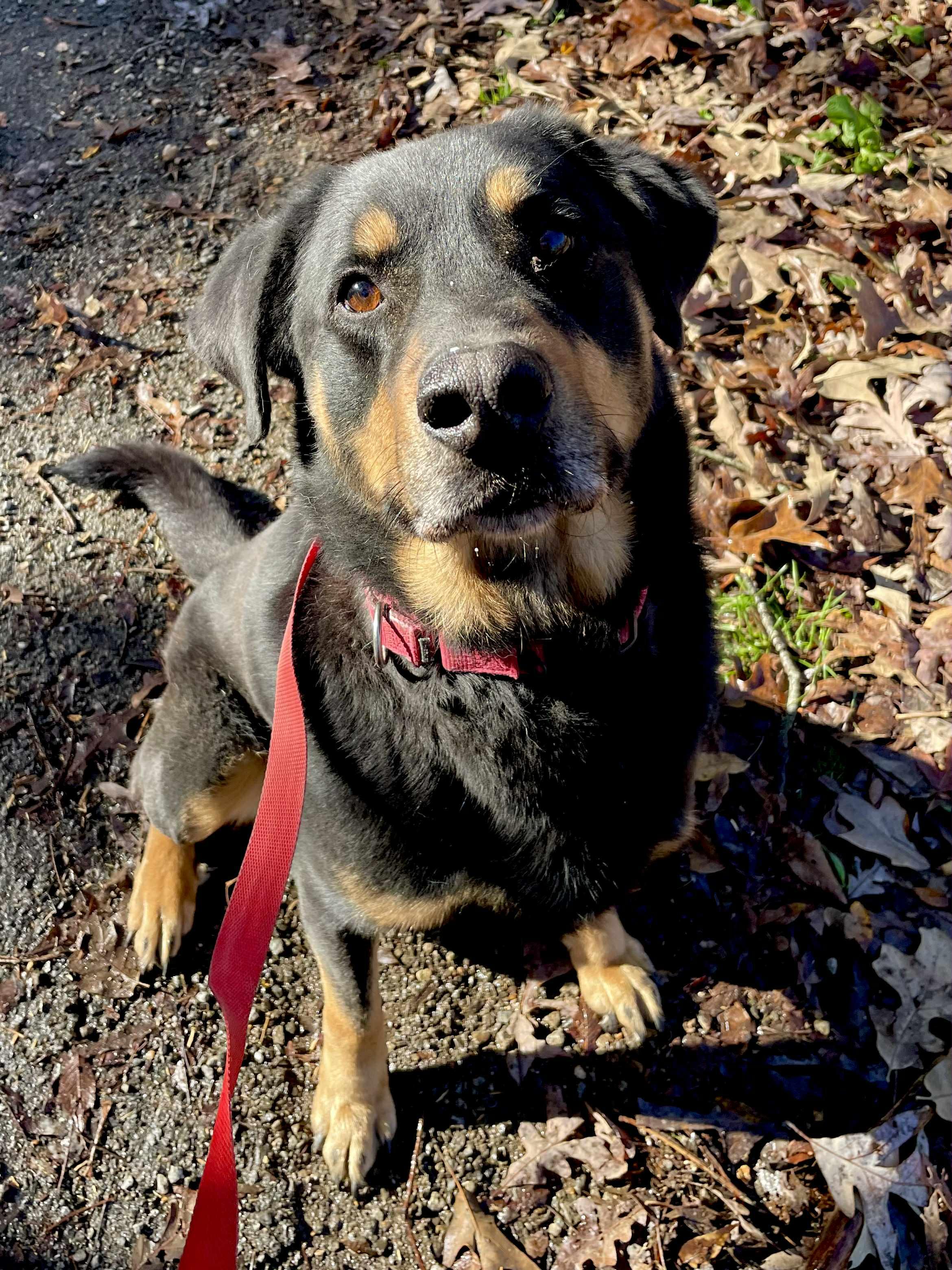 Dog for adoption - Mr. Kibbles, a Rottweiler in Indian Mound, TN ...