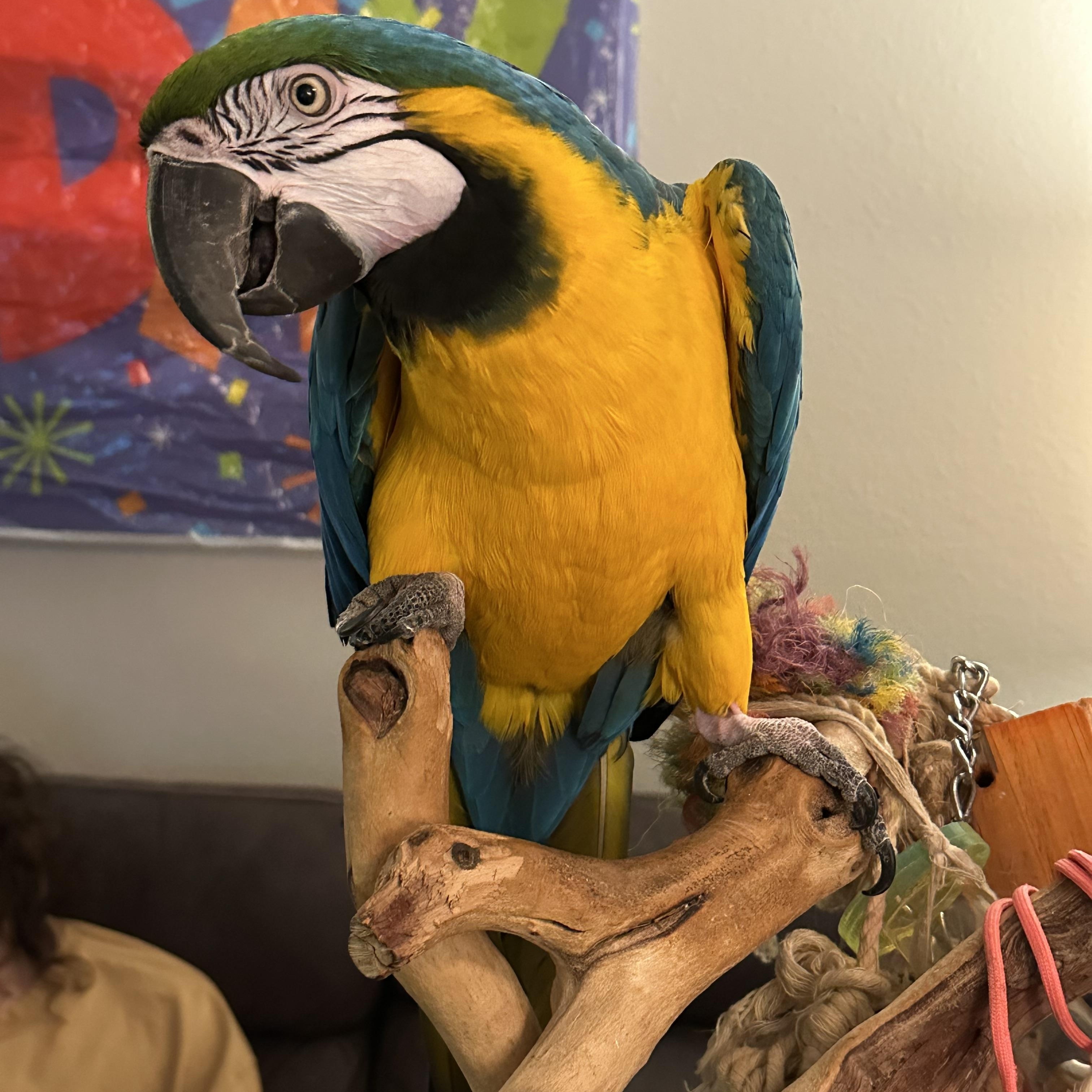 Parrot for adoption - Captain, a Macaw in Salt Lake City, UT | Petfinder