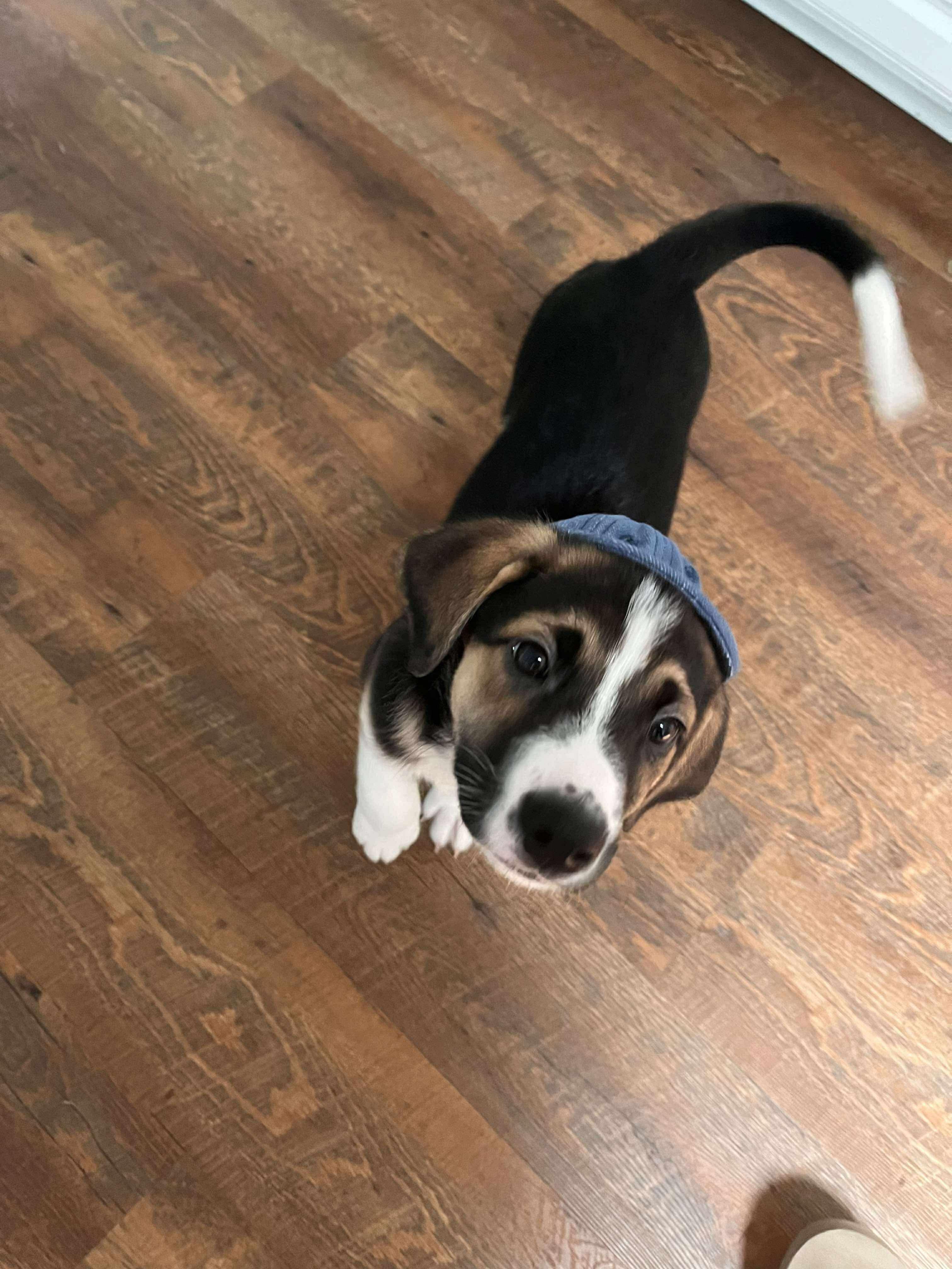 Dog for adoption - Cairo, an American Foxhound & German Shepherd Dog ...