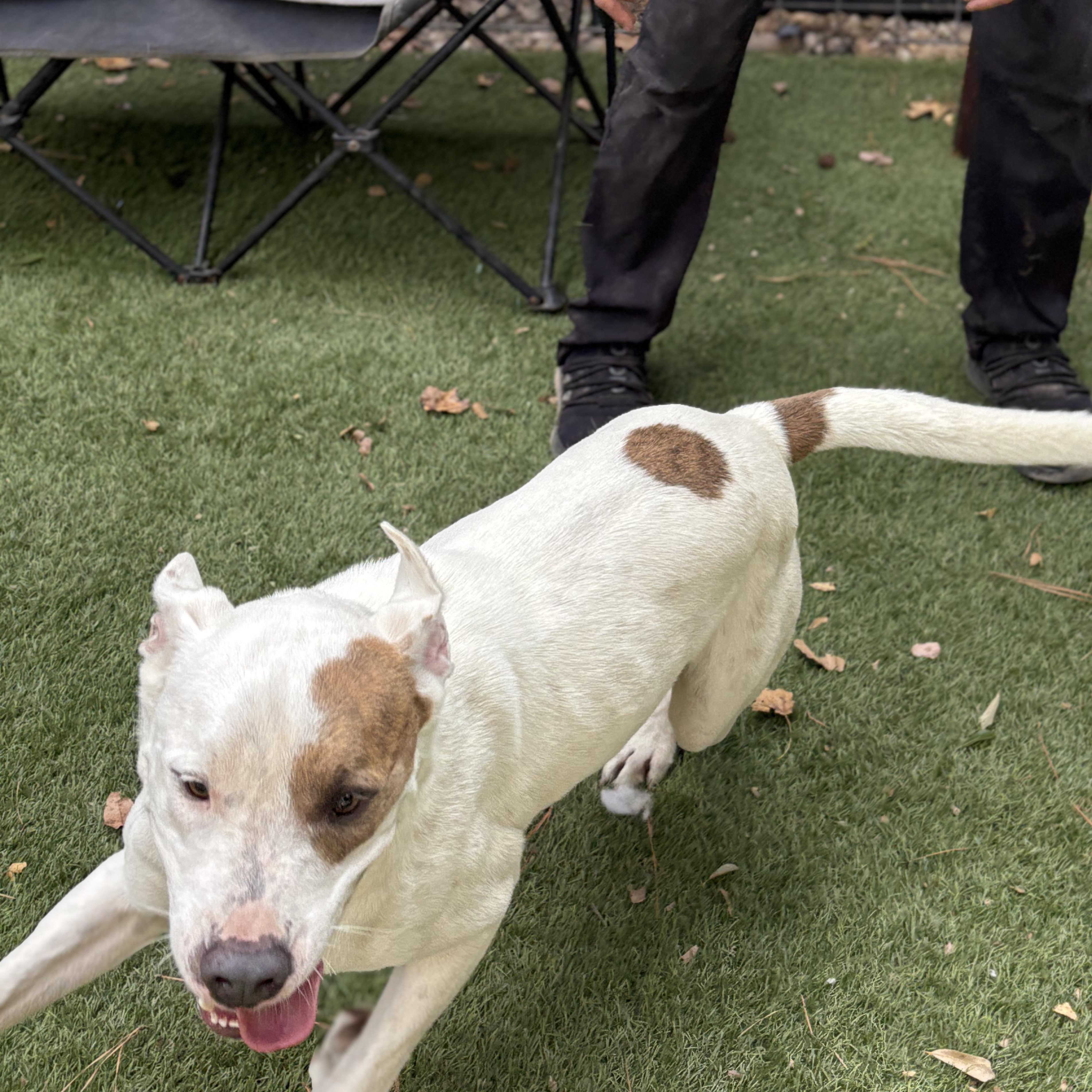 Dog for adoption - Tiger, an American Staffordshire Terrier & Boxer Mix ...