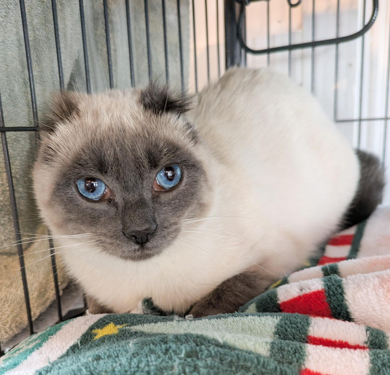 Cat for adoption - Lundy, a Siamese in Shelton, WA | Petfinder