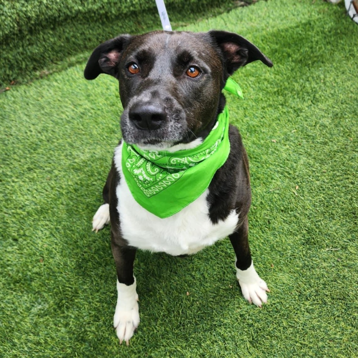 Dog for adoption - Nestor, a Labrador Retriever Mix in Abbotsford, BC ...