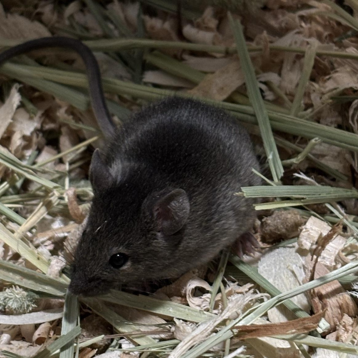 Mouse for adoption - Wilson, a Mouse in Minneapolis, MN | Petfinder