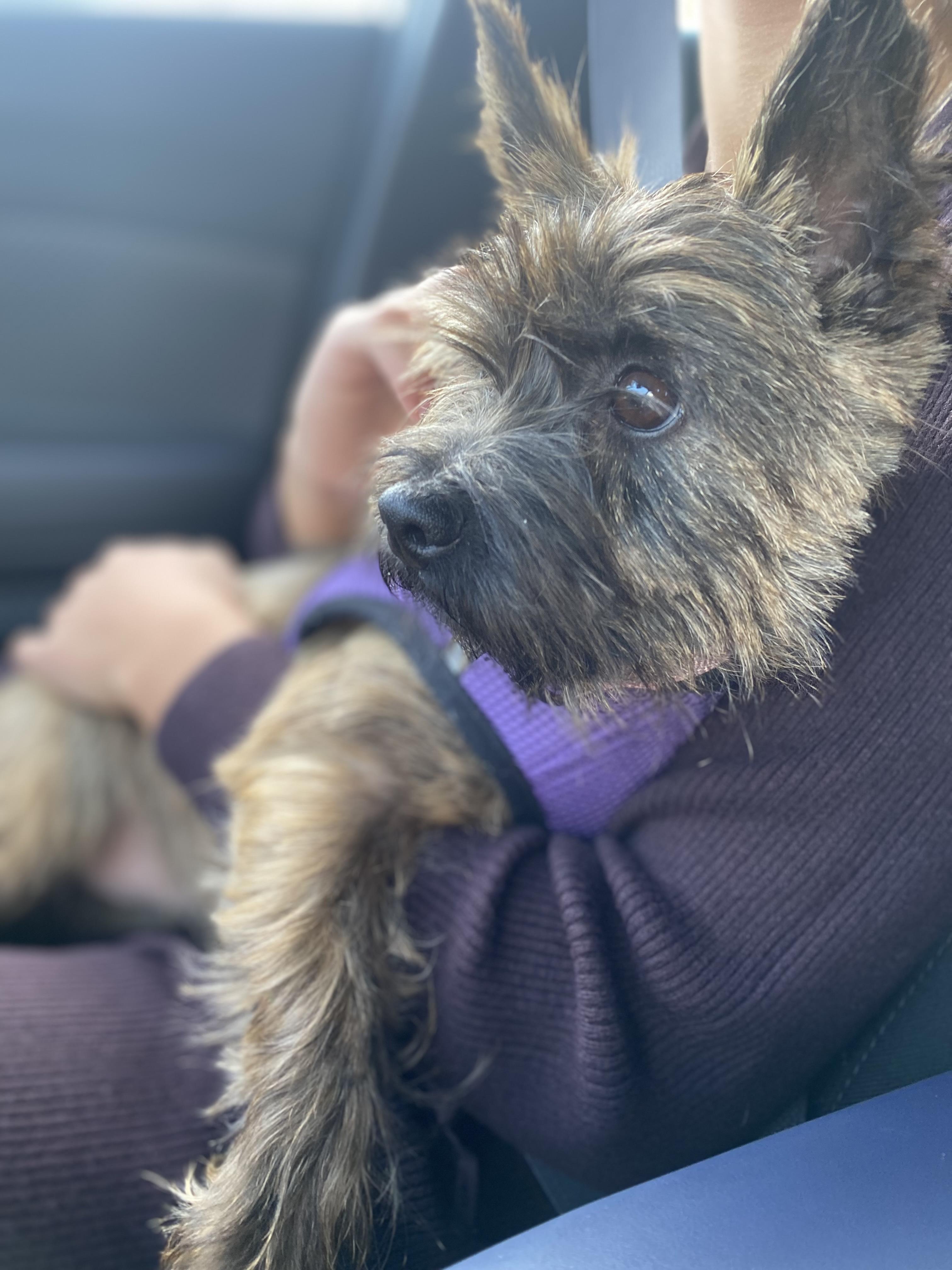 Snookie - Adoptable Pet | Petfinder | Petfinder