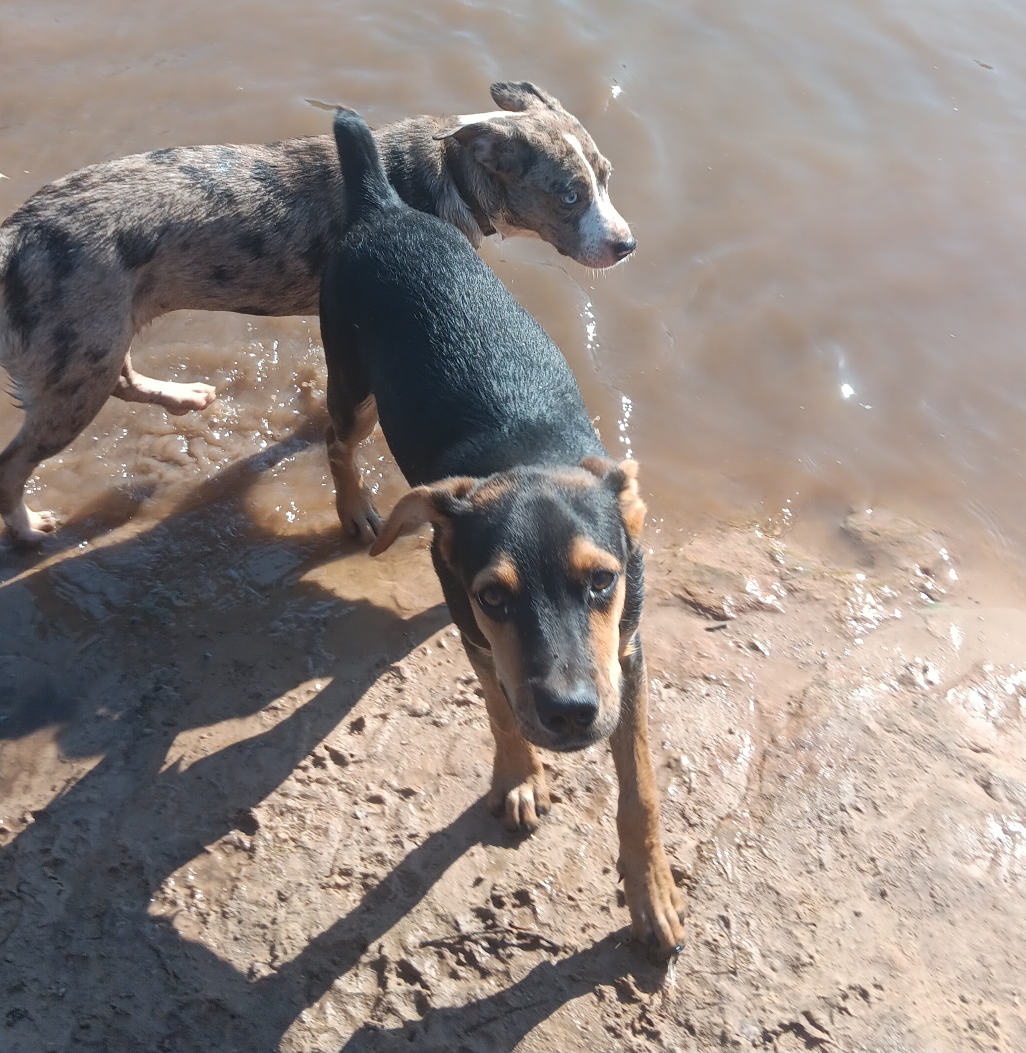 Dog for adoption - John Connor, an Australian Cattle Dog / Blue Heeler ...