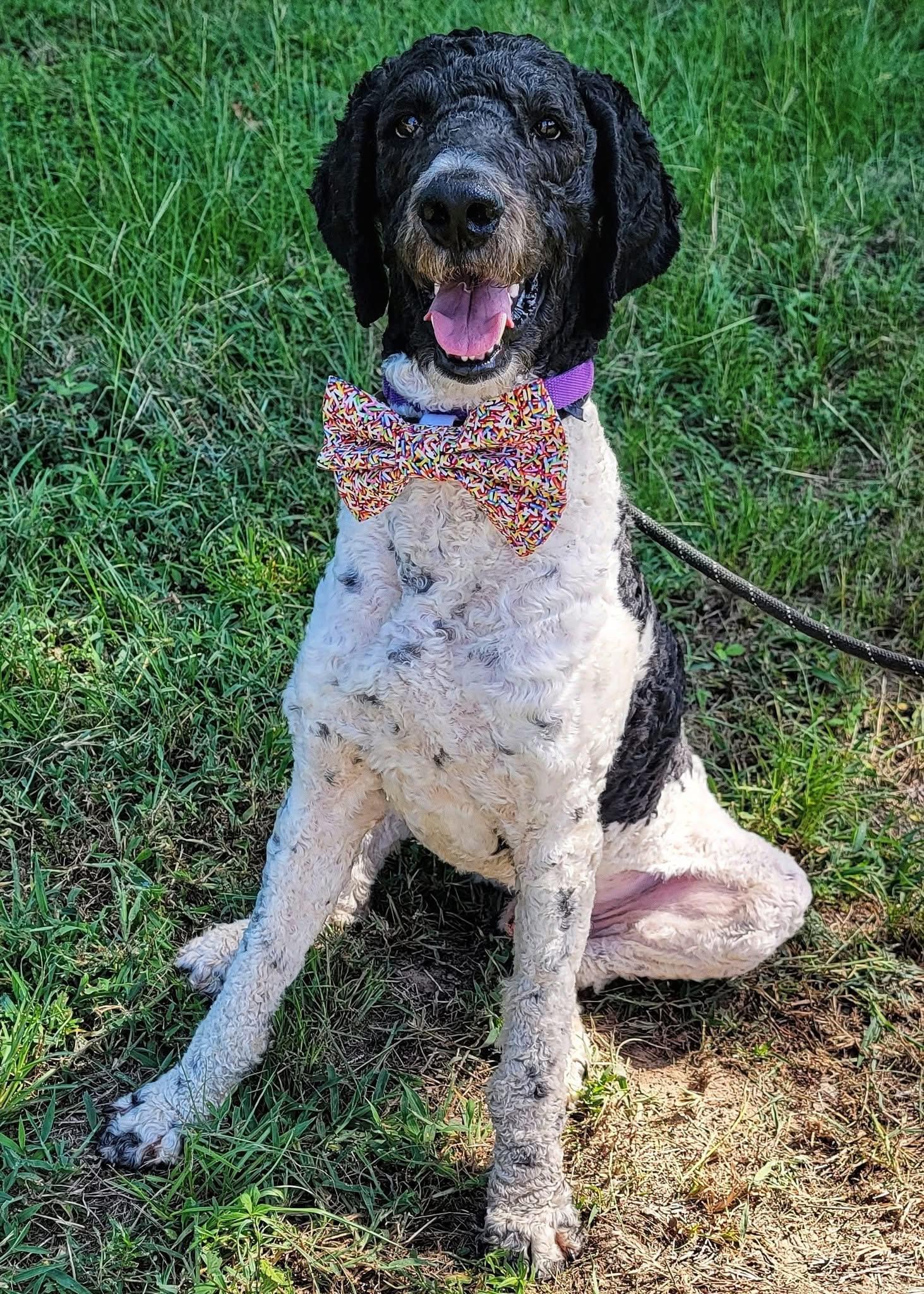 Dog for adoption - Delane, a Standard Poodle in Mendham, NJ | Petfinder