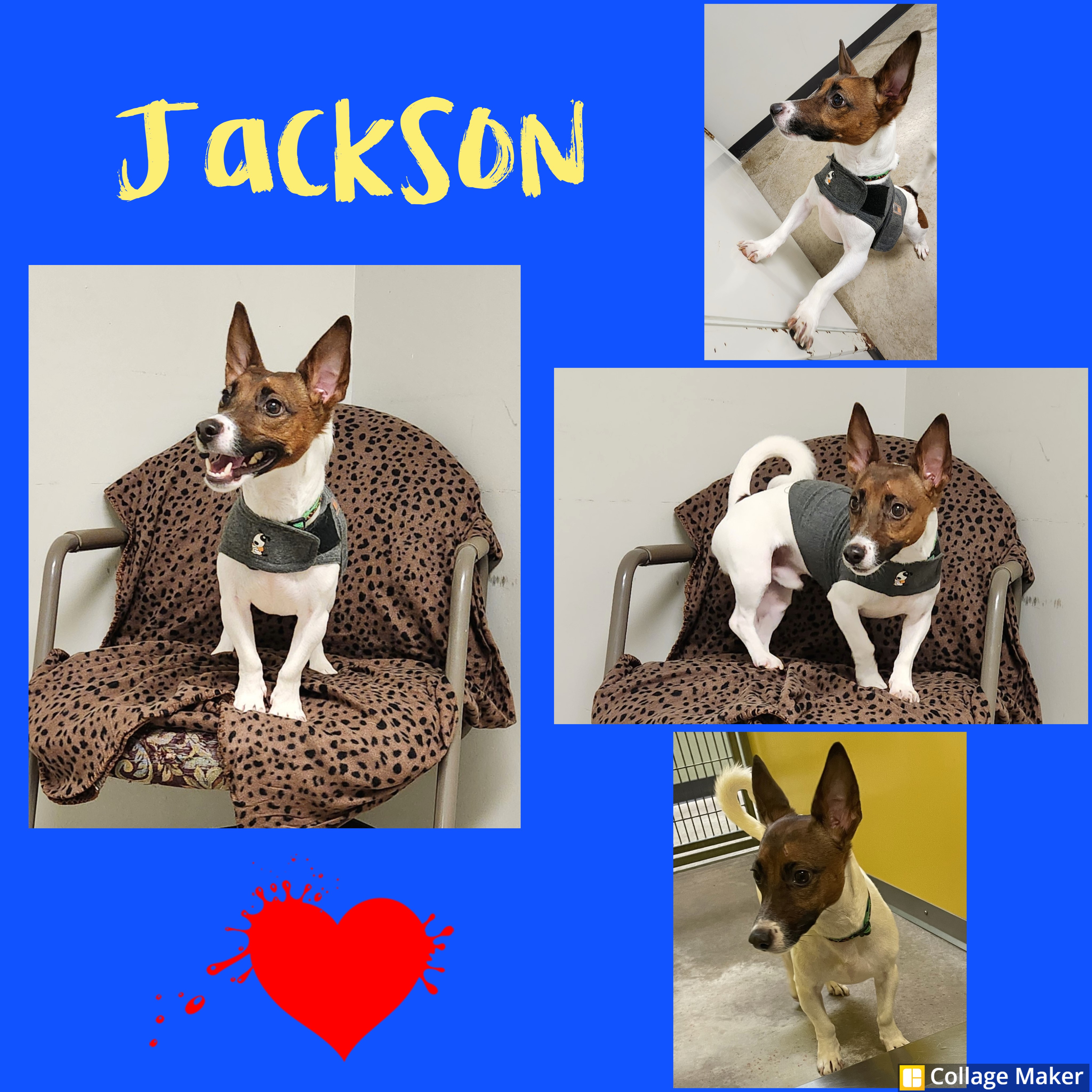 Dog for adoption - Jackson, a Jack Russell Terrier Mix in Clearfield ...