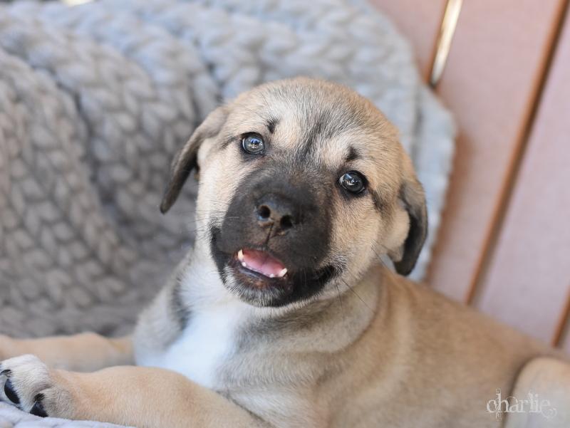 Dog for adoption - Charlie, a Labrador Retriever & Yellow Labrador ...