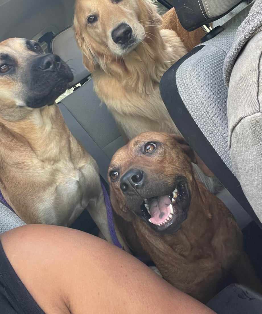 Dog for adoption - Jagger, a Black Mouth Cur Mix in Spokane, WA | Petfinder