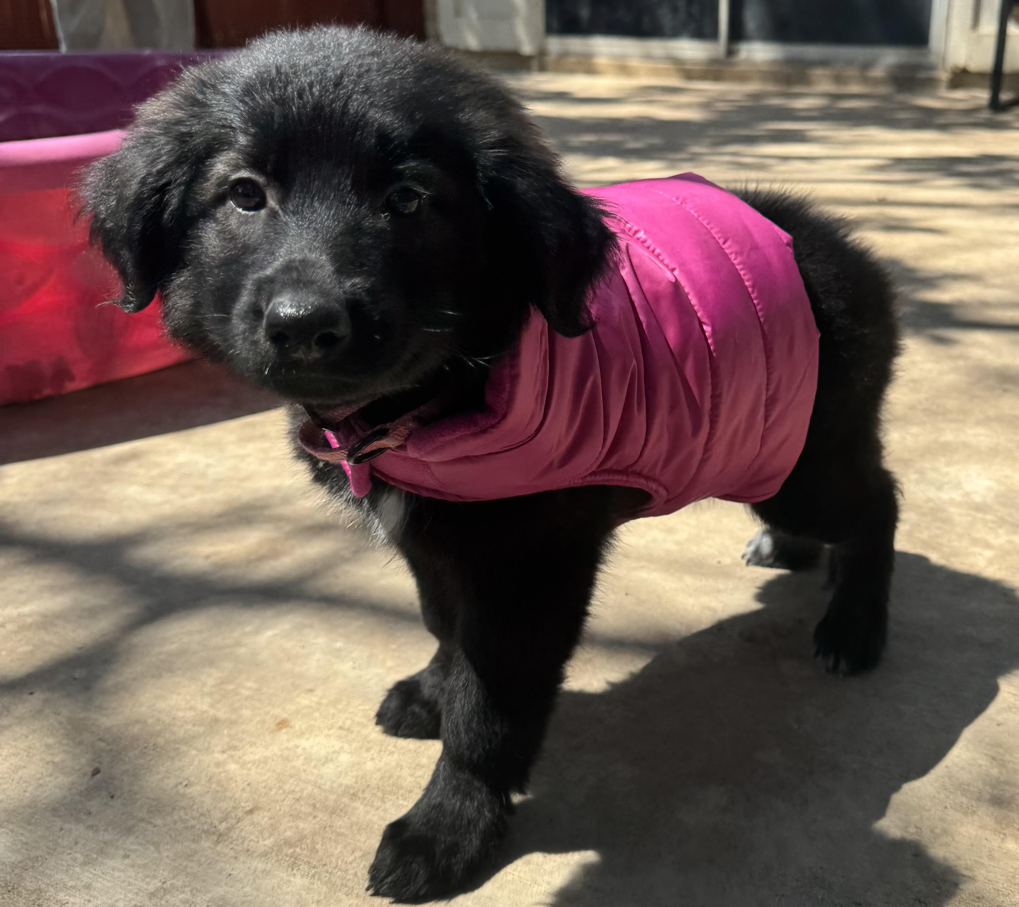 Dog for adoption - Rosie, a Shepherd Mix in renton, WA | Petfinder