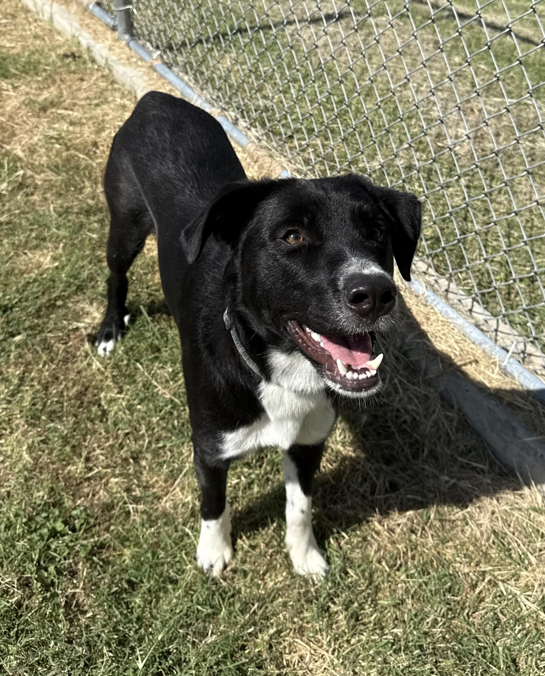 Dog for adoption - Jackson, a Labrador Retriever in Denver, CO | Petfinder