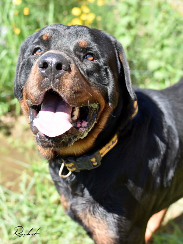 Dog for adoption - Rocket, a Rottweiler in Bensalem, PA | Petfinder