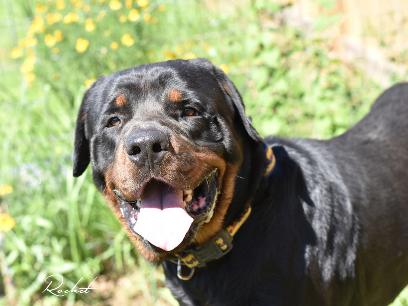 Dog for adoption - Rocket, a Rottweiler in Bensalem, PA | Petfinder