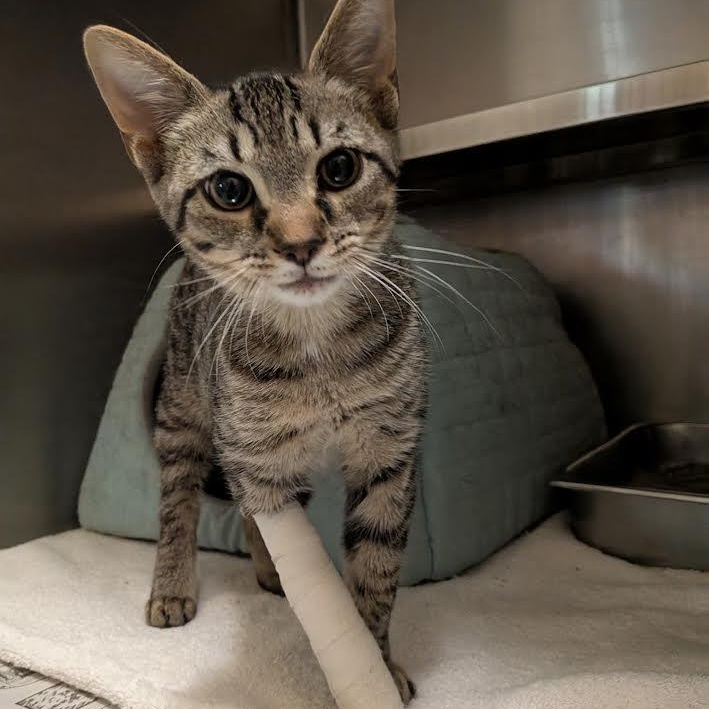 Cat for adoption - Stompy, a Domestic Short Hair in Buffalo, NY | Petfinder