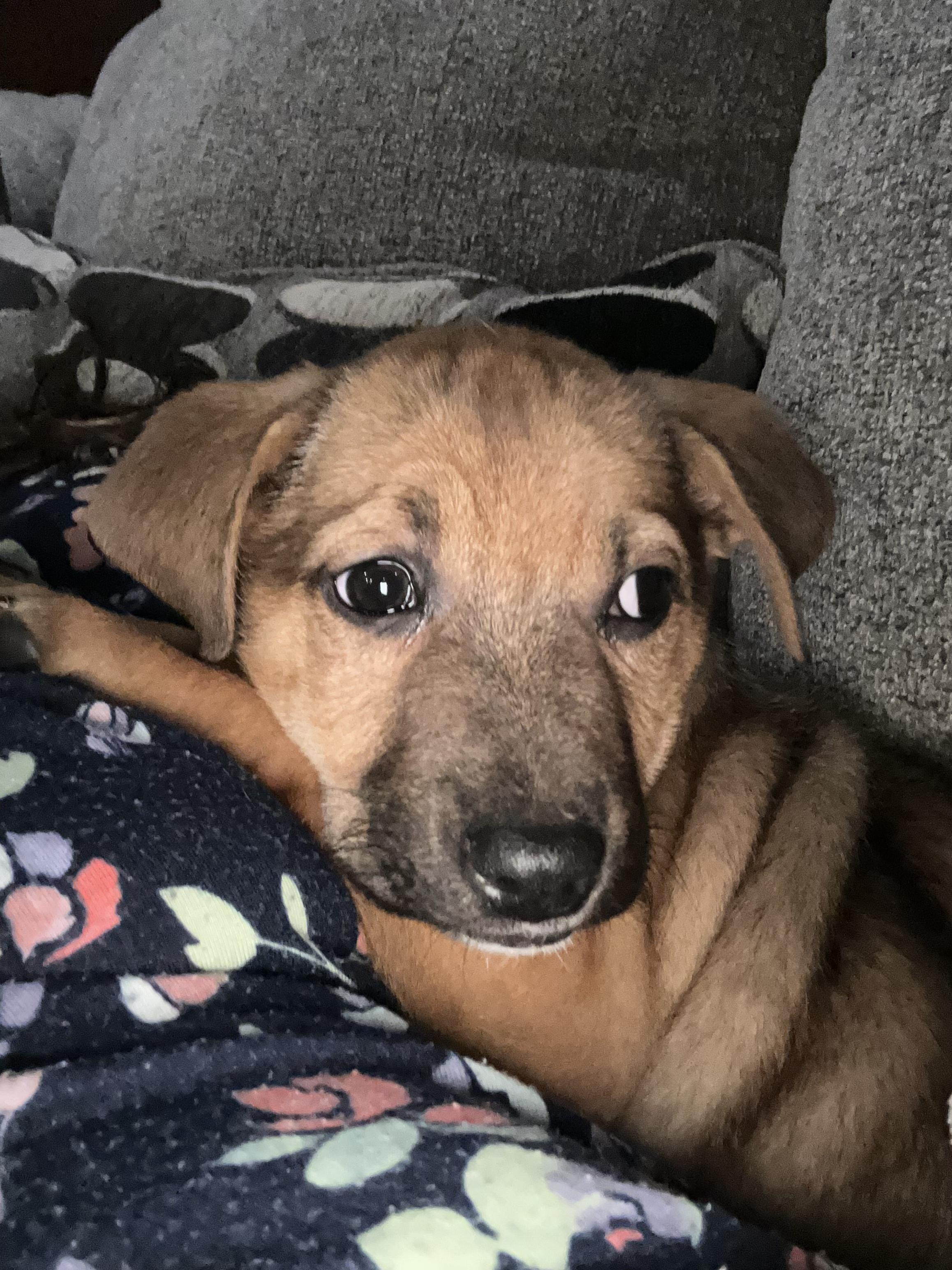 Dog for adoption - Robin, a Mixed Breed in Floyd, VA | Petfinder