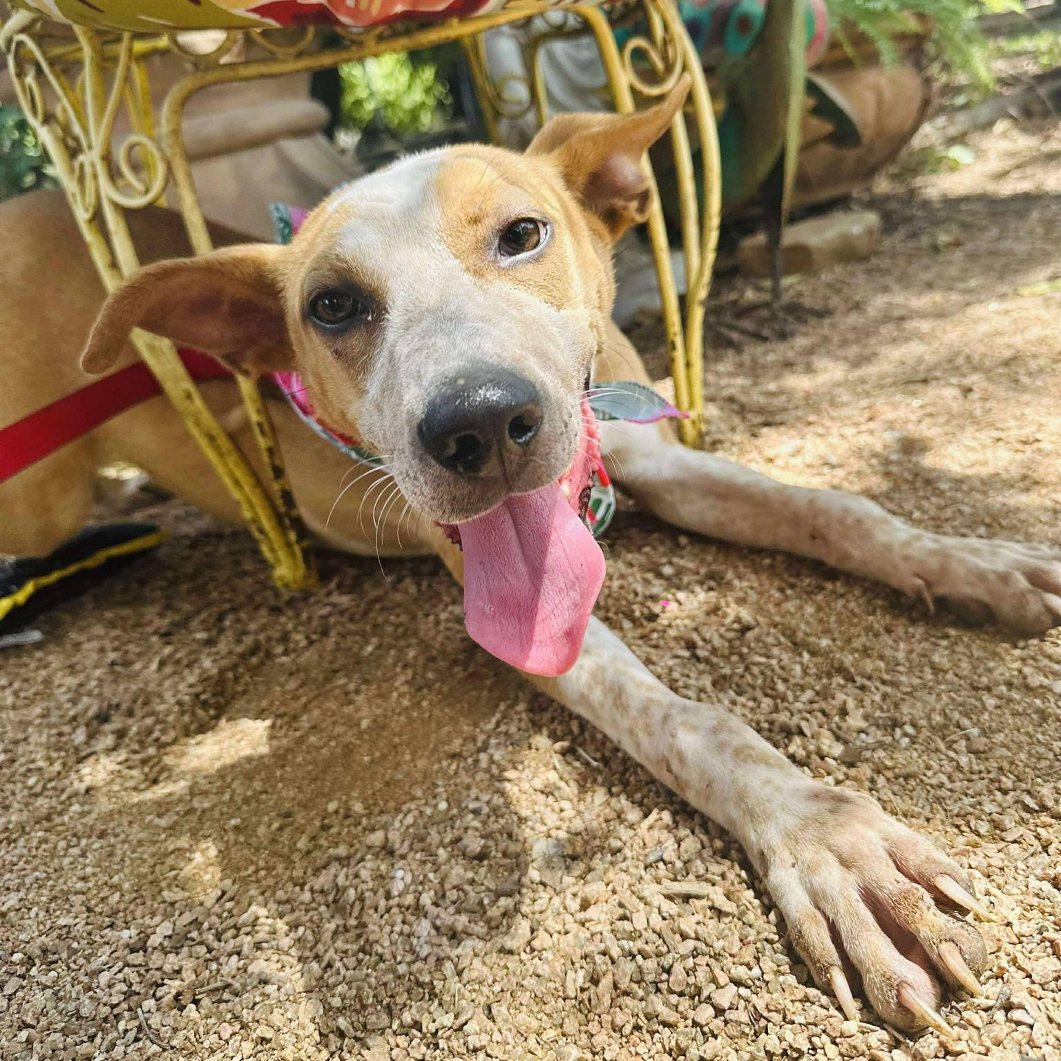 Dog for adoption - Roxy Roo, an Australian Cattle Dog / Blue Heeler Mix ...