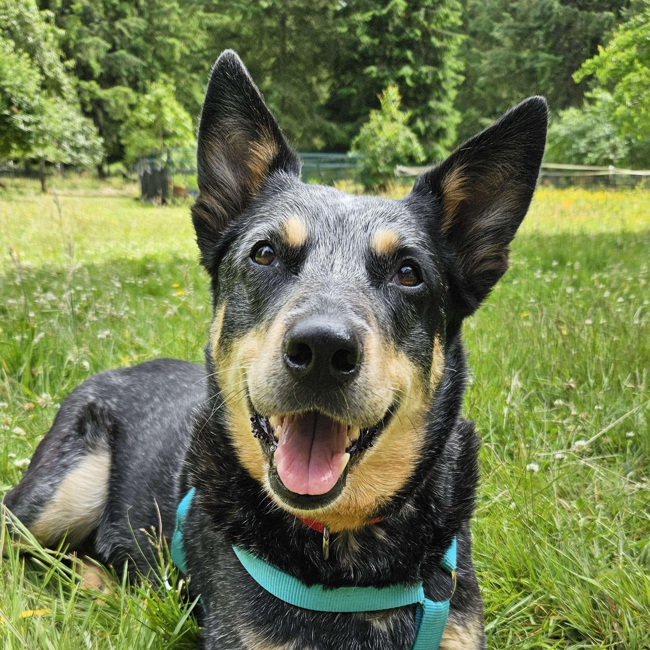 Dog for adoption - Nakita (Silver Creek, WA), an Australian Cattle Dog ...