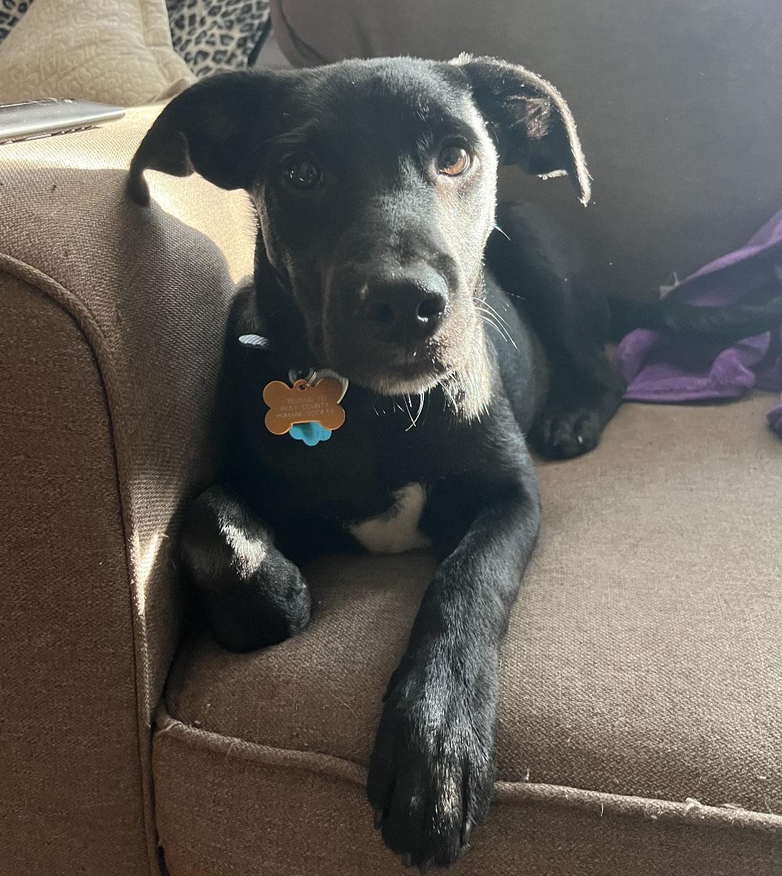 Dog for adoption - Pluto, a Labrador Retriever Mix in Manhattan, KS | Petfinder