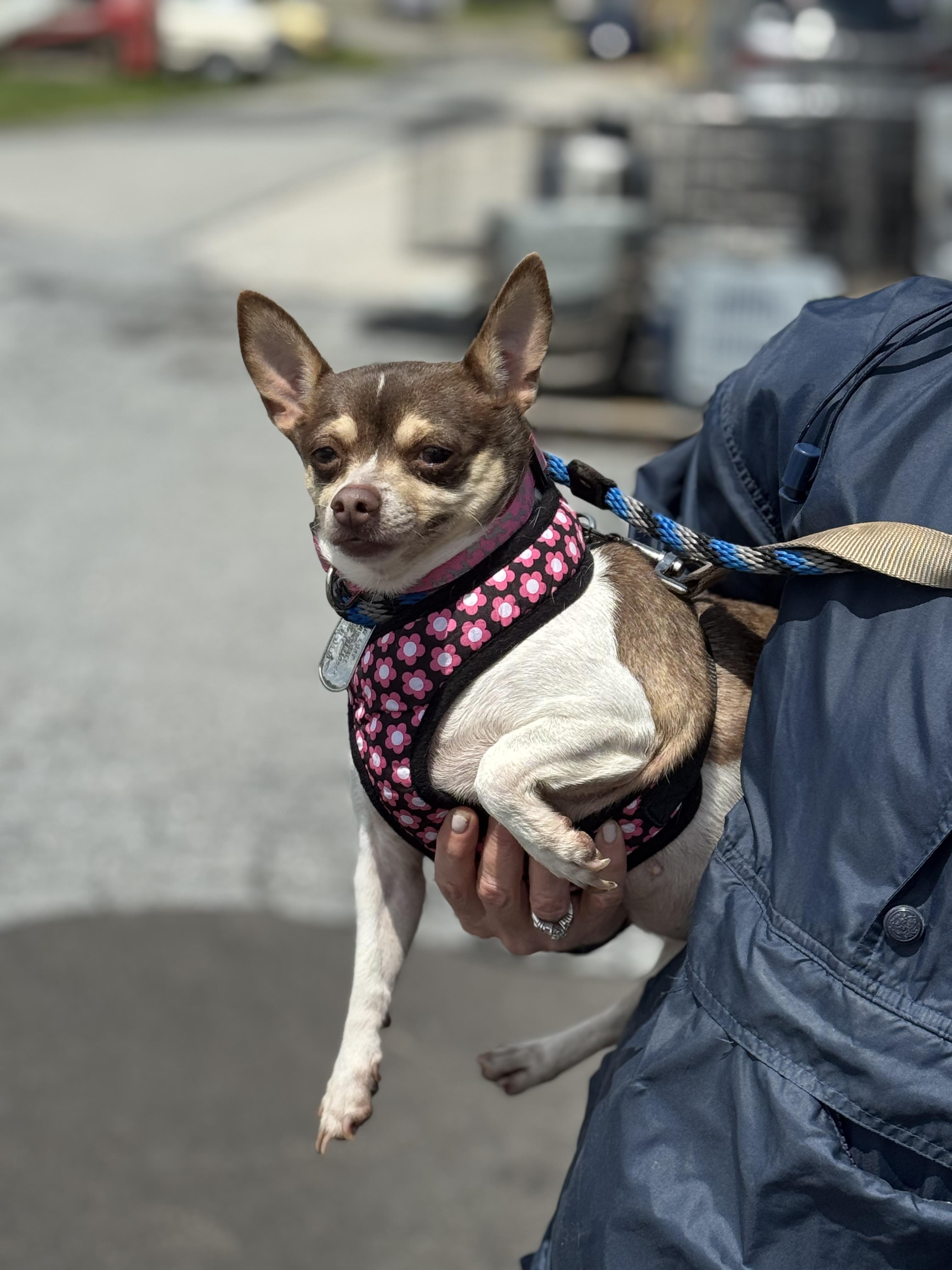 Dog for adoption - Lola 1 Bonded with Dixie, a Chihuahua in Ellicott ...