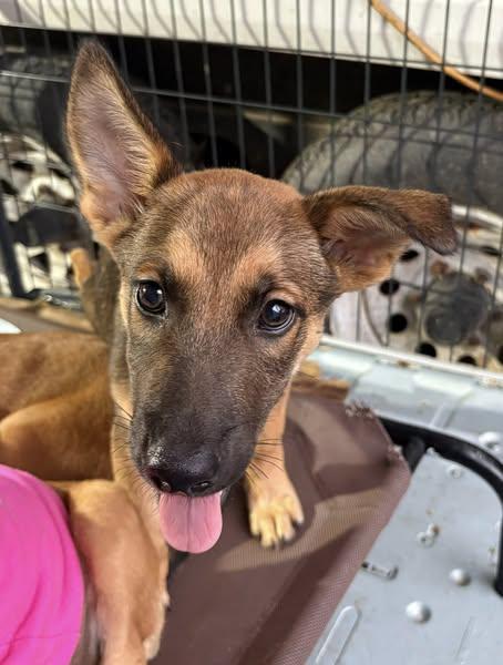 Dog for adoption - Canelo, a German Shepherd Dog Mix in Latham, NY ...