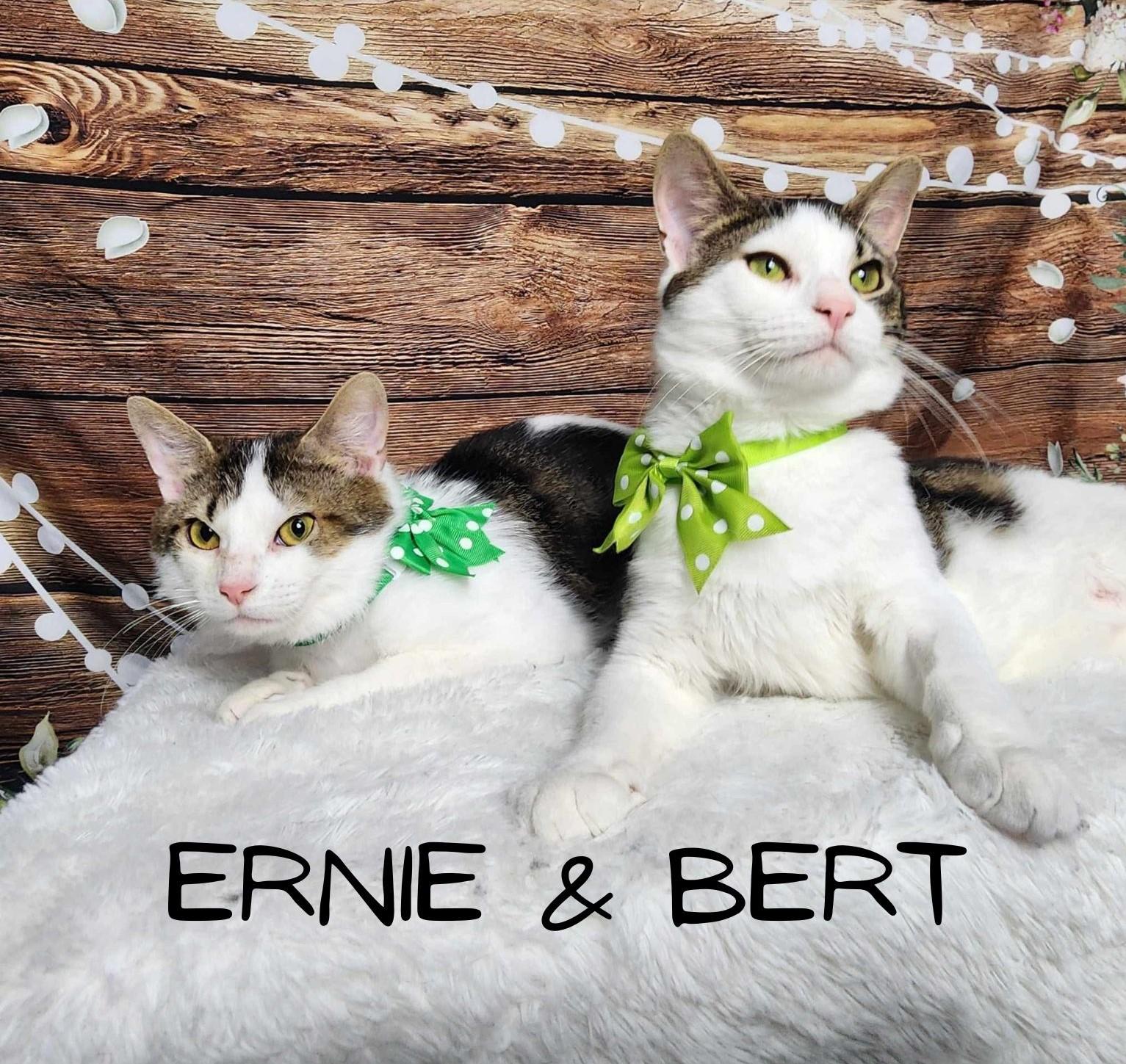 Cat for adoption - Bert & Ernie, a Tabby & Domestic Short Hair Mix in ...