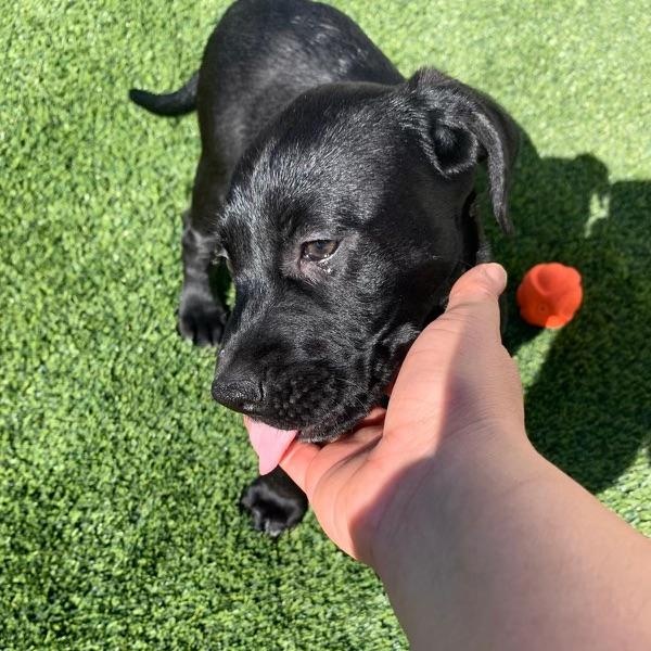 Dog for adoption - Mr. Cuddly Milo, a Labrador Retriever & Husky Mix in ...