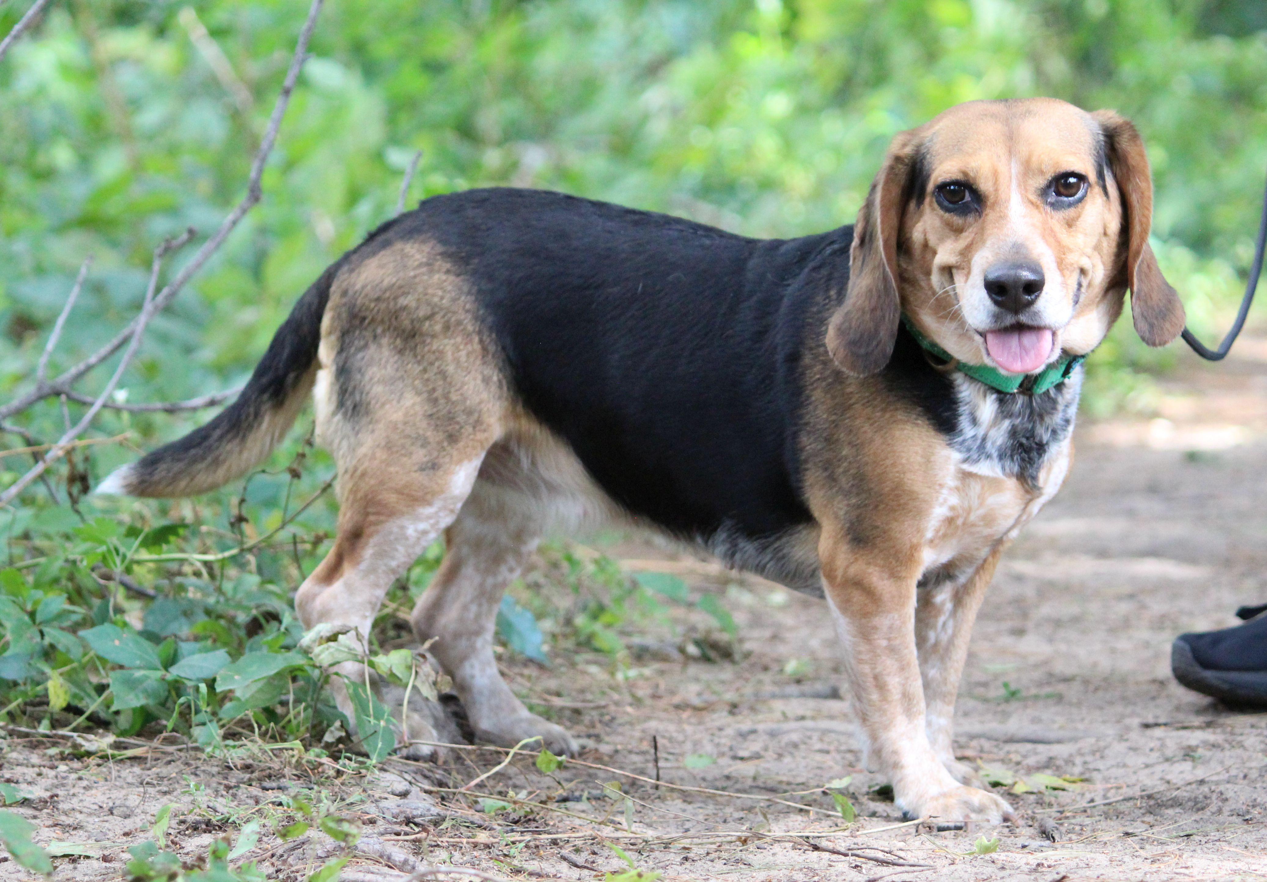Dog for adoption - Ruby Ru, a Beagle in Portage, WI | Petfinder