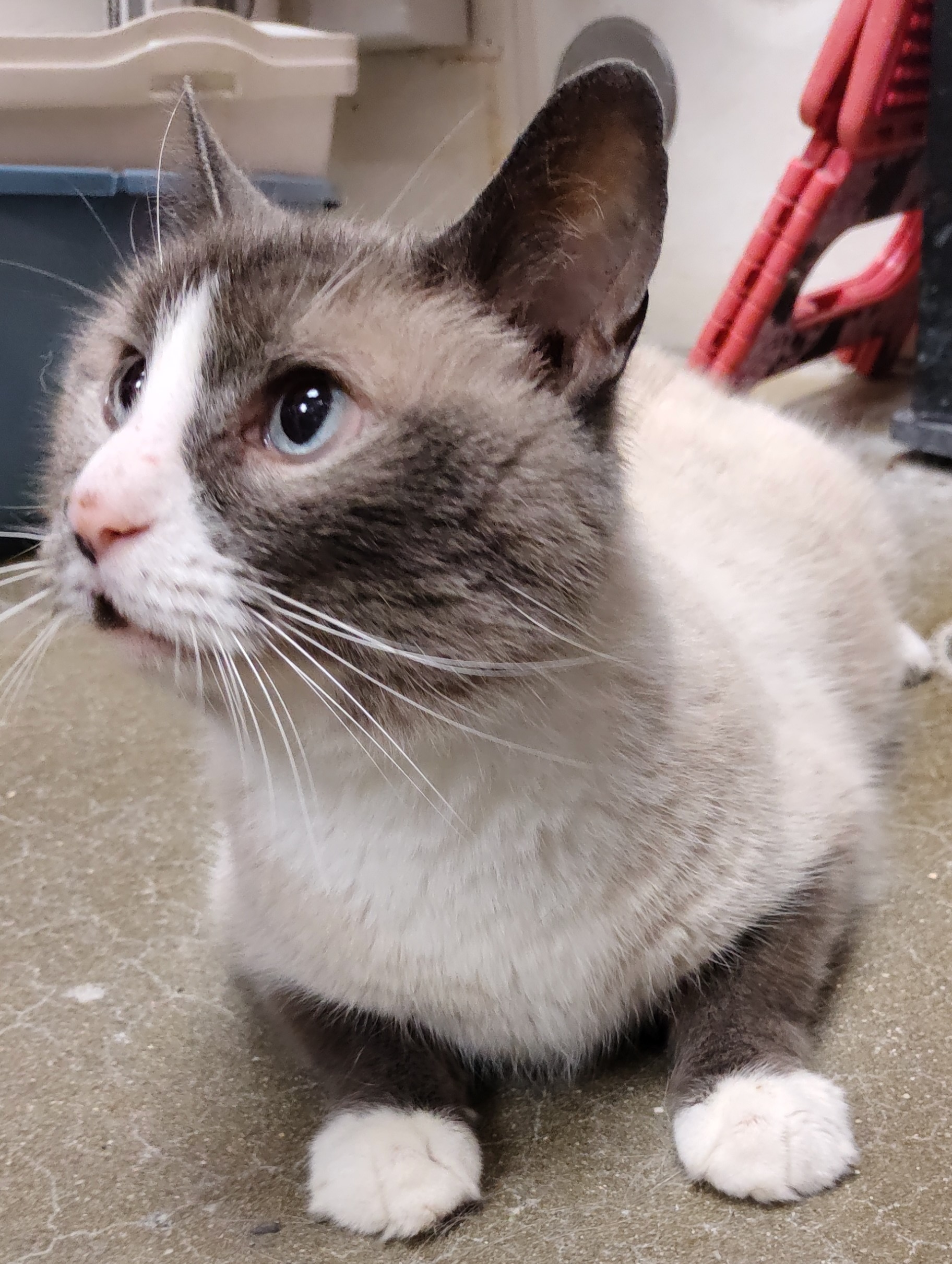 Available Cats and Kittens - Johnston County Animal Protection League ...