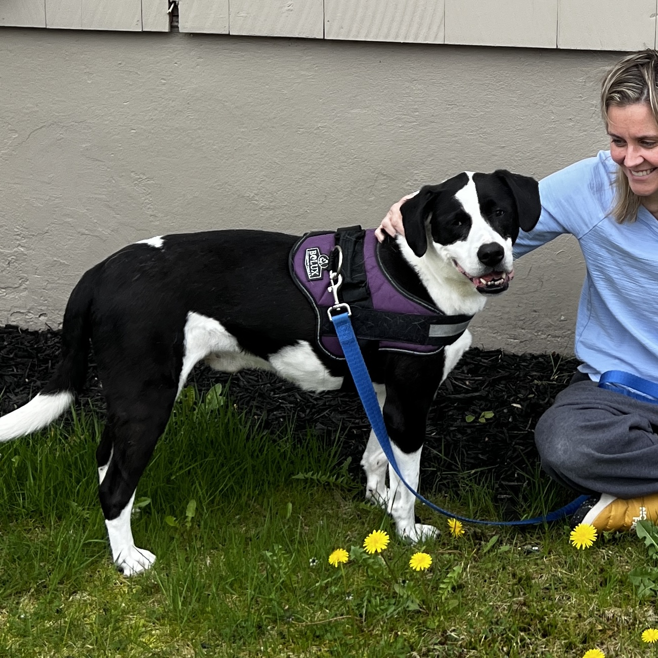 Adoptable Dogs - Handsome Dan's Rescue