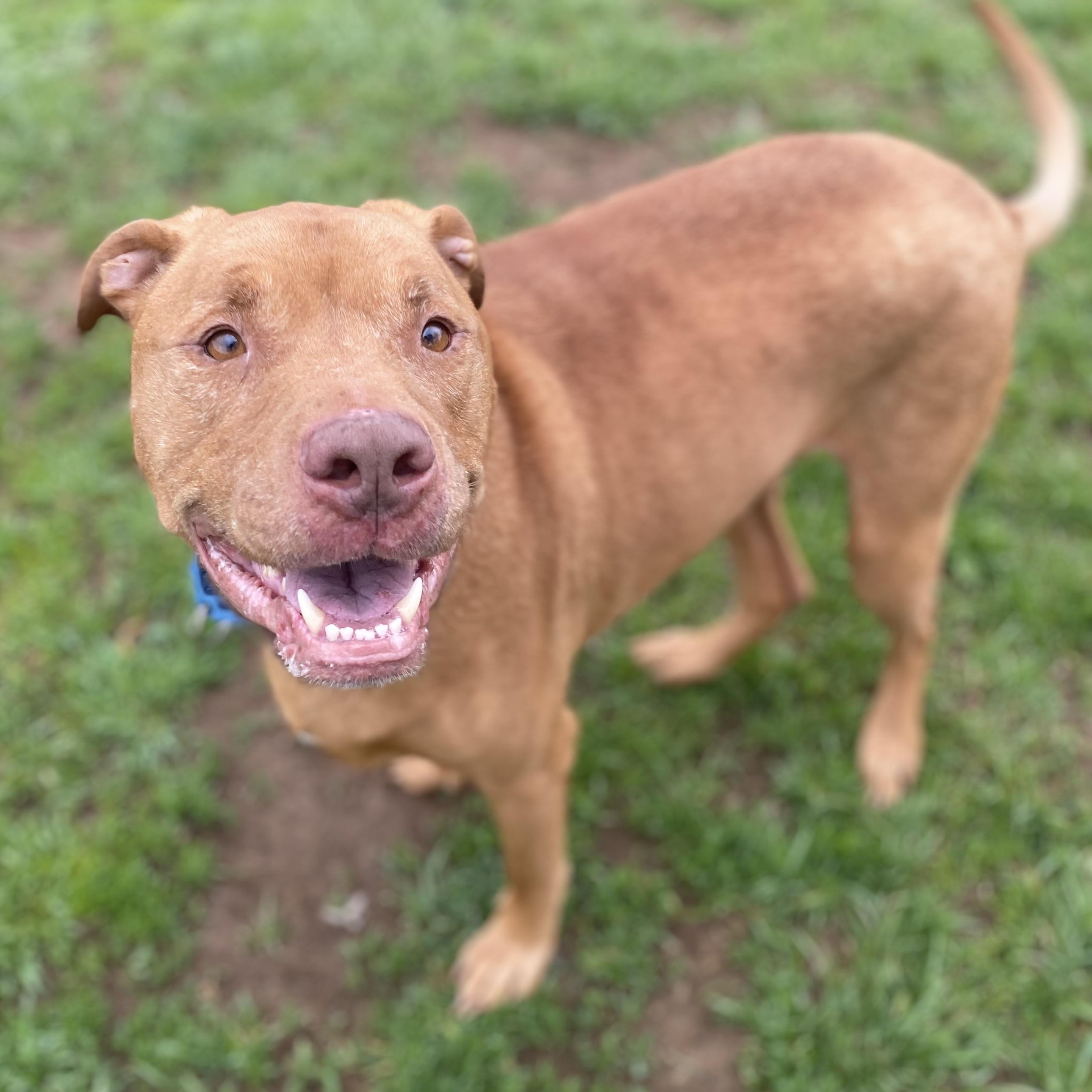 Dog for adoption - Buddy, a Mixed Breed in Elyria, OH | Petfinder