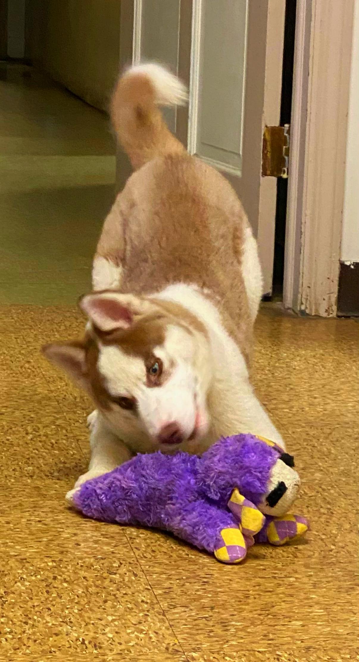 Dog for adoption - Juno, a Siberian Husky in Accord, NY | Petfinder