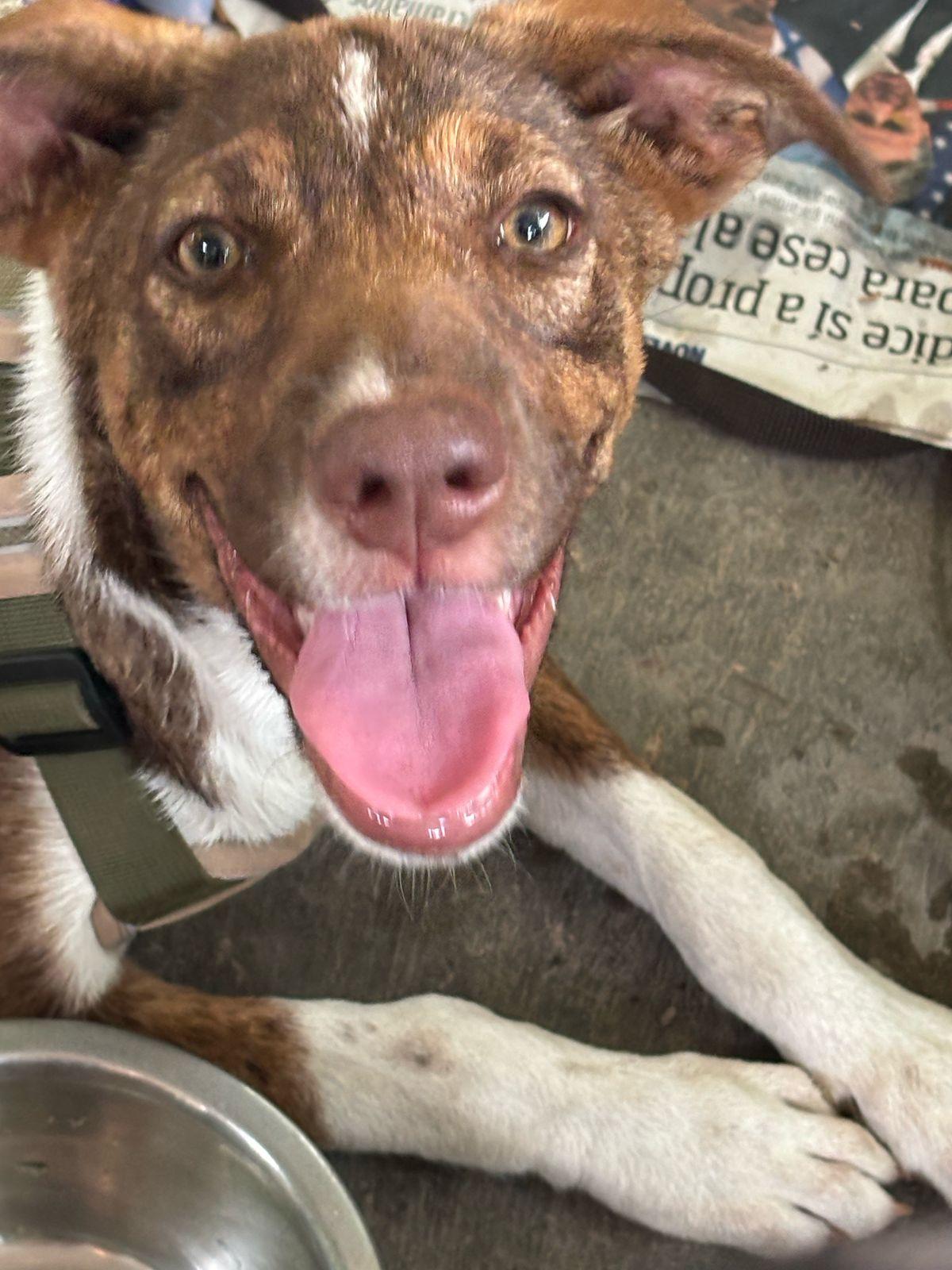 Dog for adoption - Flor, a Treeing Walker Coonhound & Labrador ...