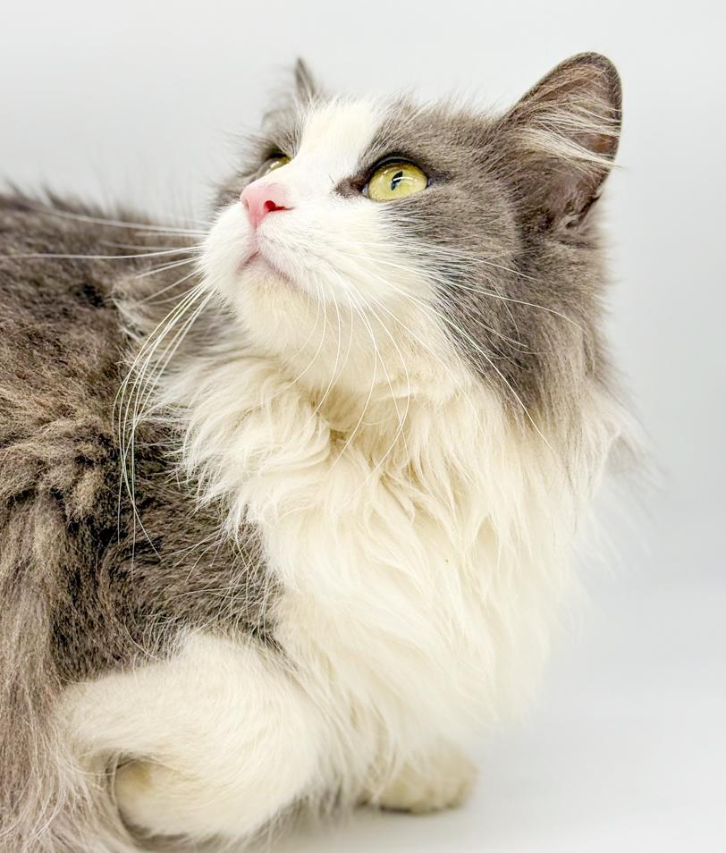 Primrose will fill your heart with love and floofiness! READ FULL BIO ...