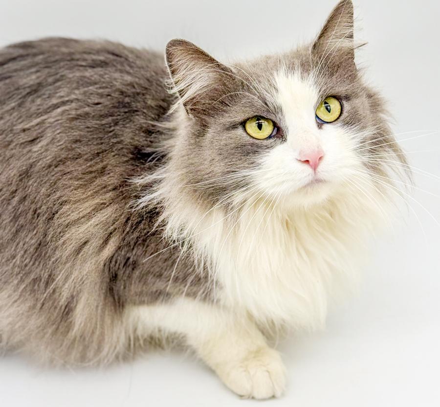 Primrose will fill your heart with love and floofiness! READ FULL BIO ...