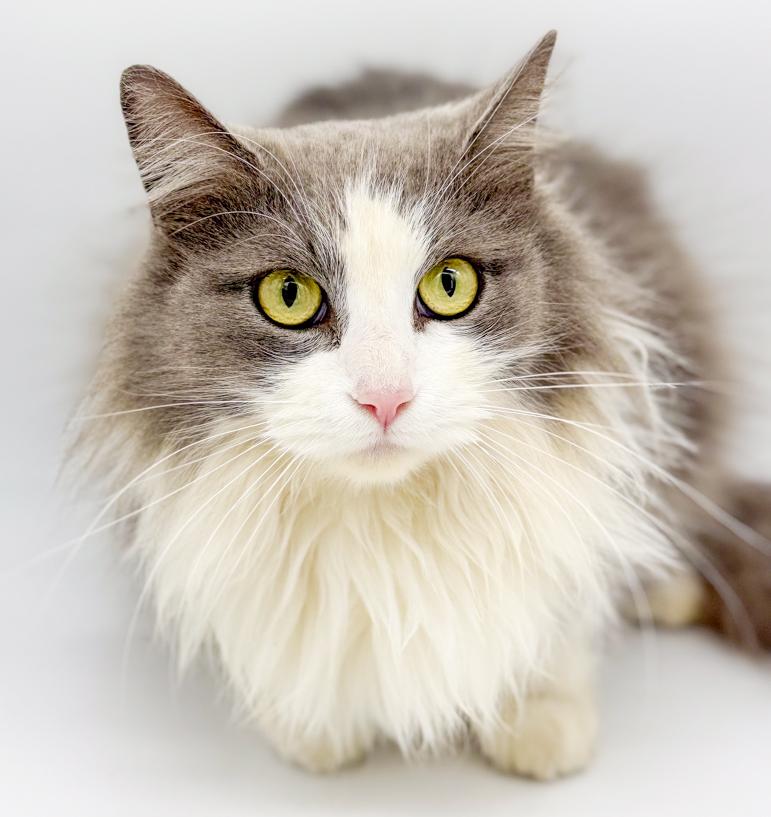 Primrose will fill your heart with love and floofiness! READ FULL BIO ...
