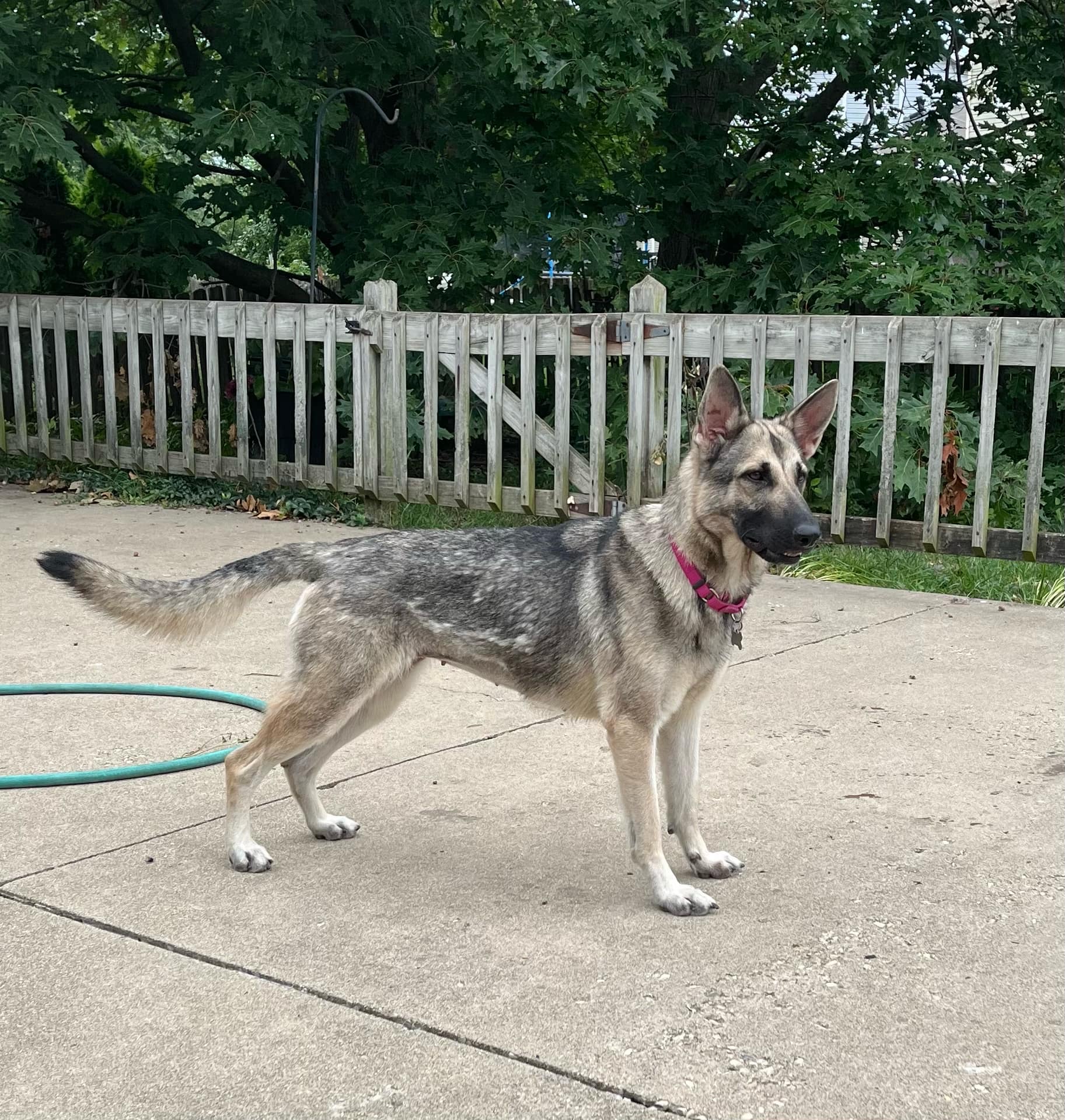Available Dogs | German Shepherd Rescue, Inc.