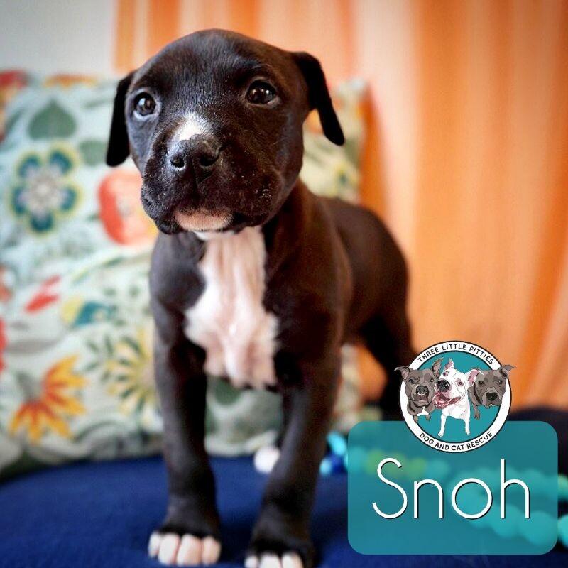 Dog for adoption - Snoh Paige, a Pit Bull Terrier & Labrador Retriever ...