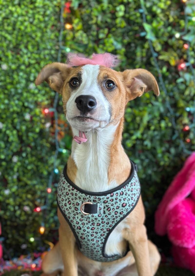 Dog for adoption - Roxie, a Whippet & Greyhound Mix in Sparks, NV | Petfinder