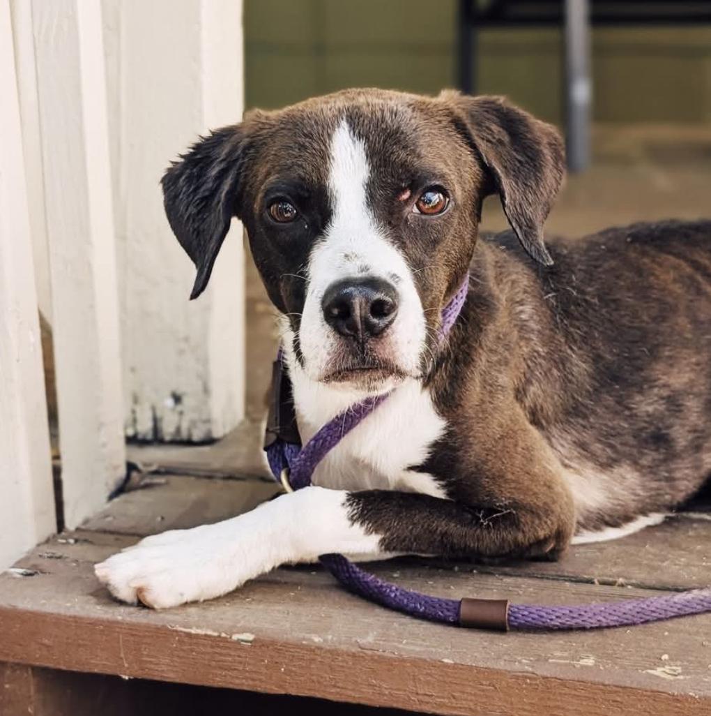 Dog for adoption - Rusty, a Pit Bull Terrier Mix in Crystal Lake, IL ...