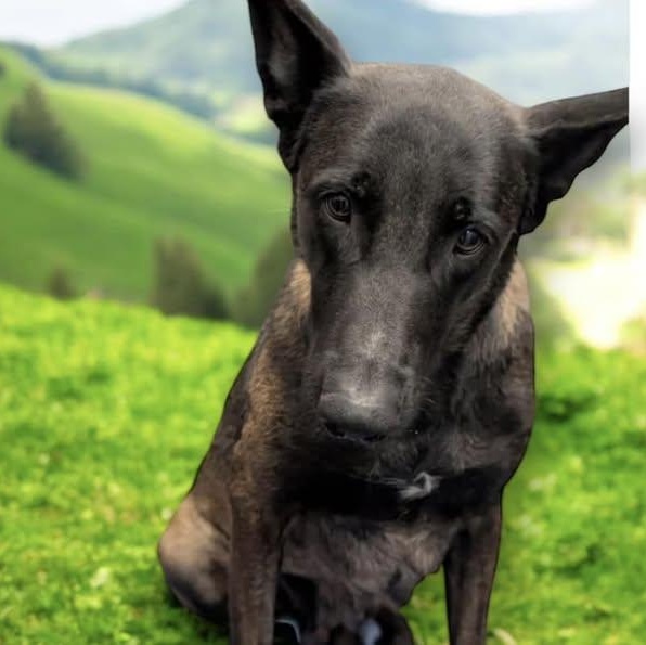 Dog for adoption - Canela, a Dutch Shepherd in Howe, IN | Petfinder