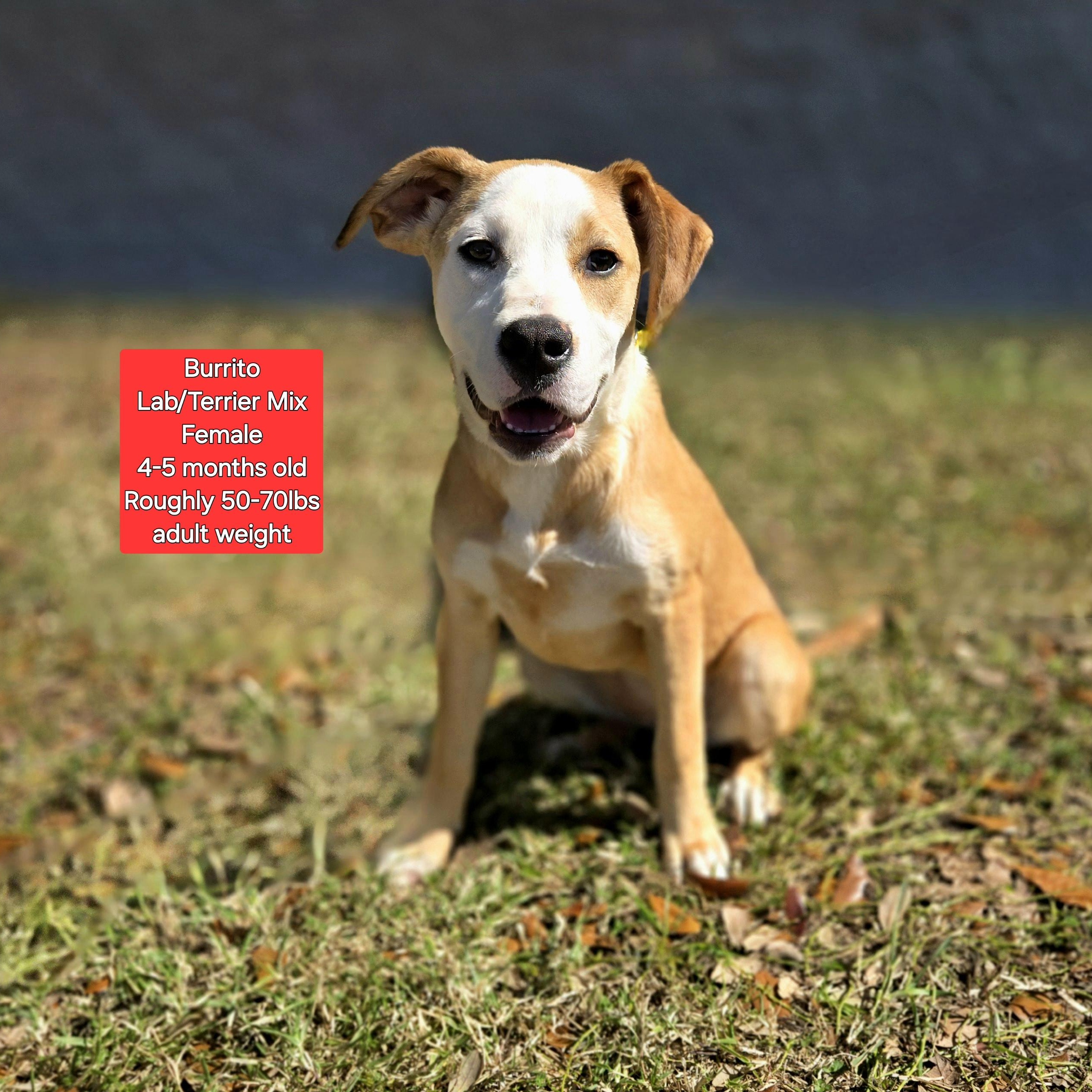 Dog for adoption - Burrito, a Labrador Retriever & Terrier Mix in ...
