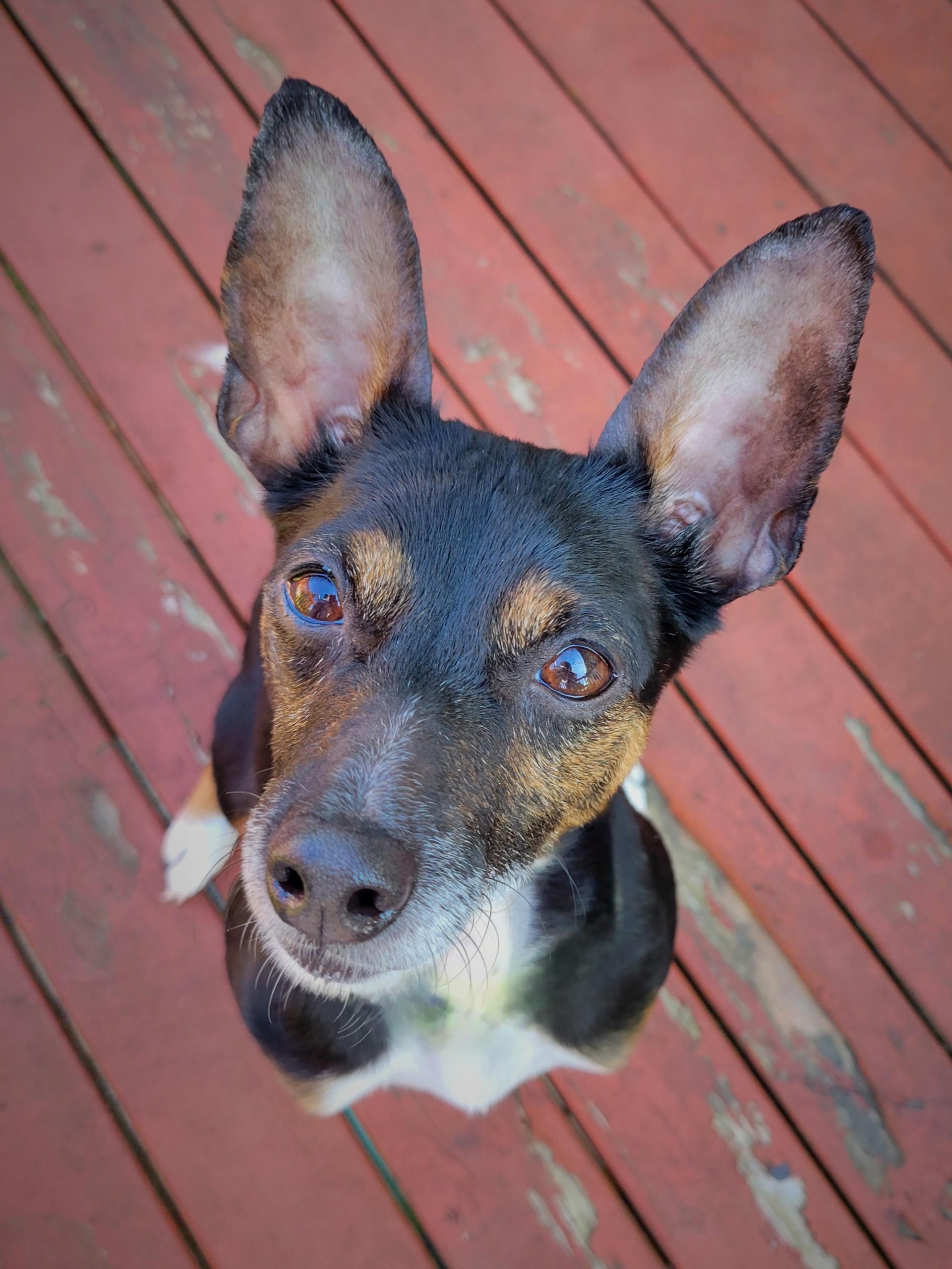 Dog for adoption - Anneke, a Miniature Pinscher Mix in Silvana, WA ...